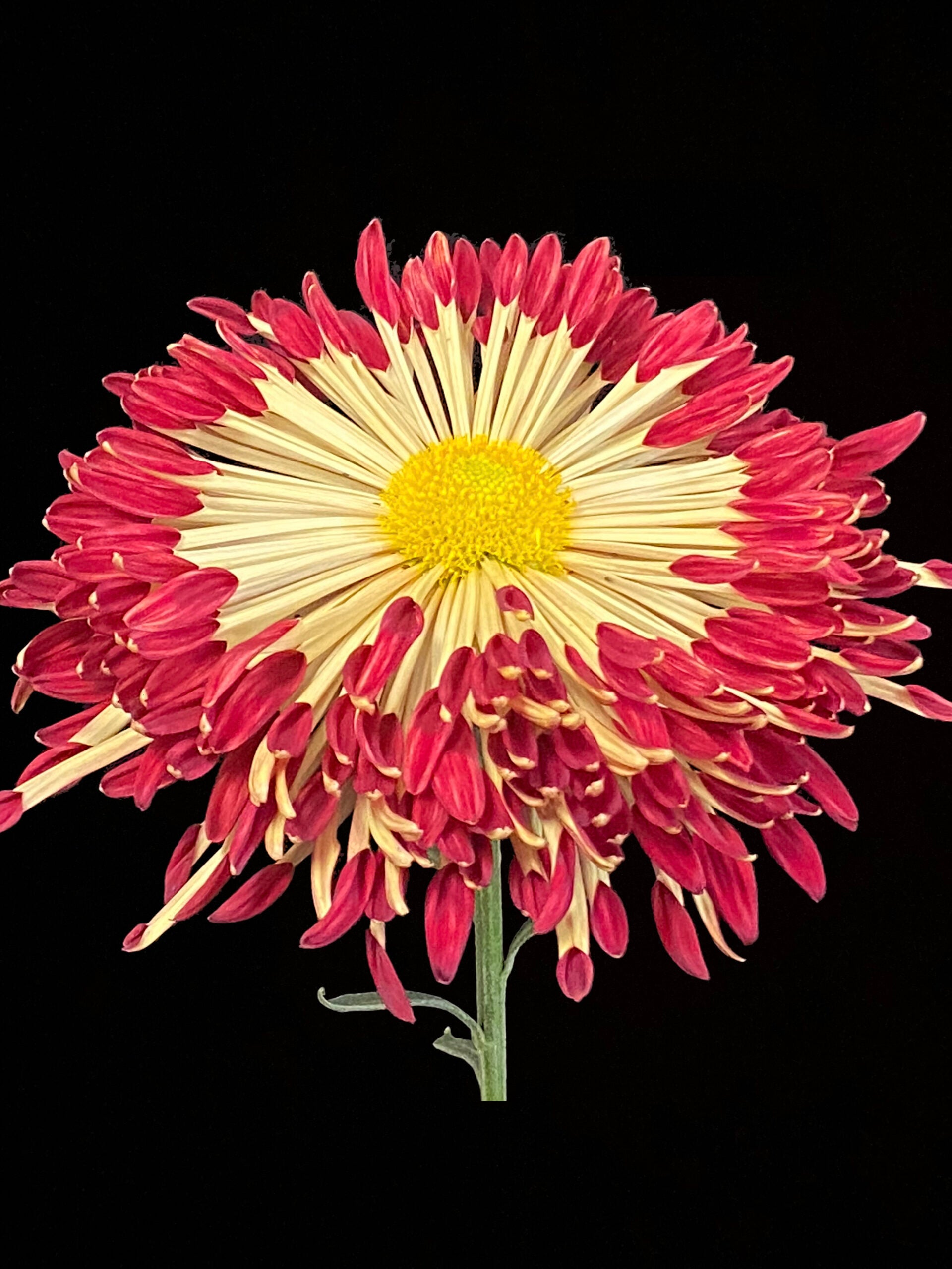 Alabama – Oregon Chrysanthemums and Hostas LLC