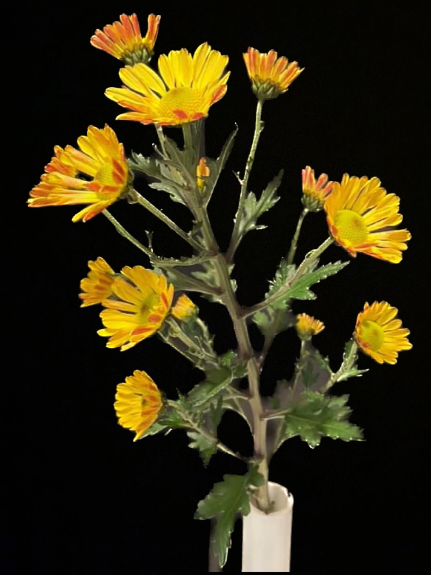 Alexander – Oregon Chrysanthemums and Hostas LLC