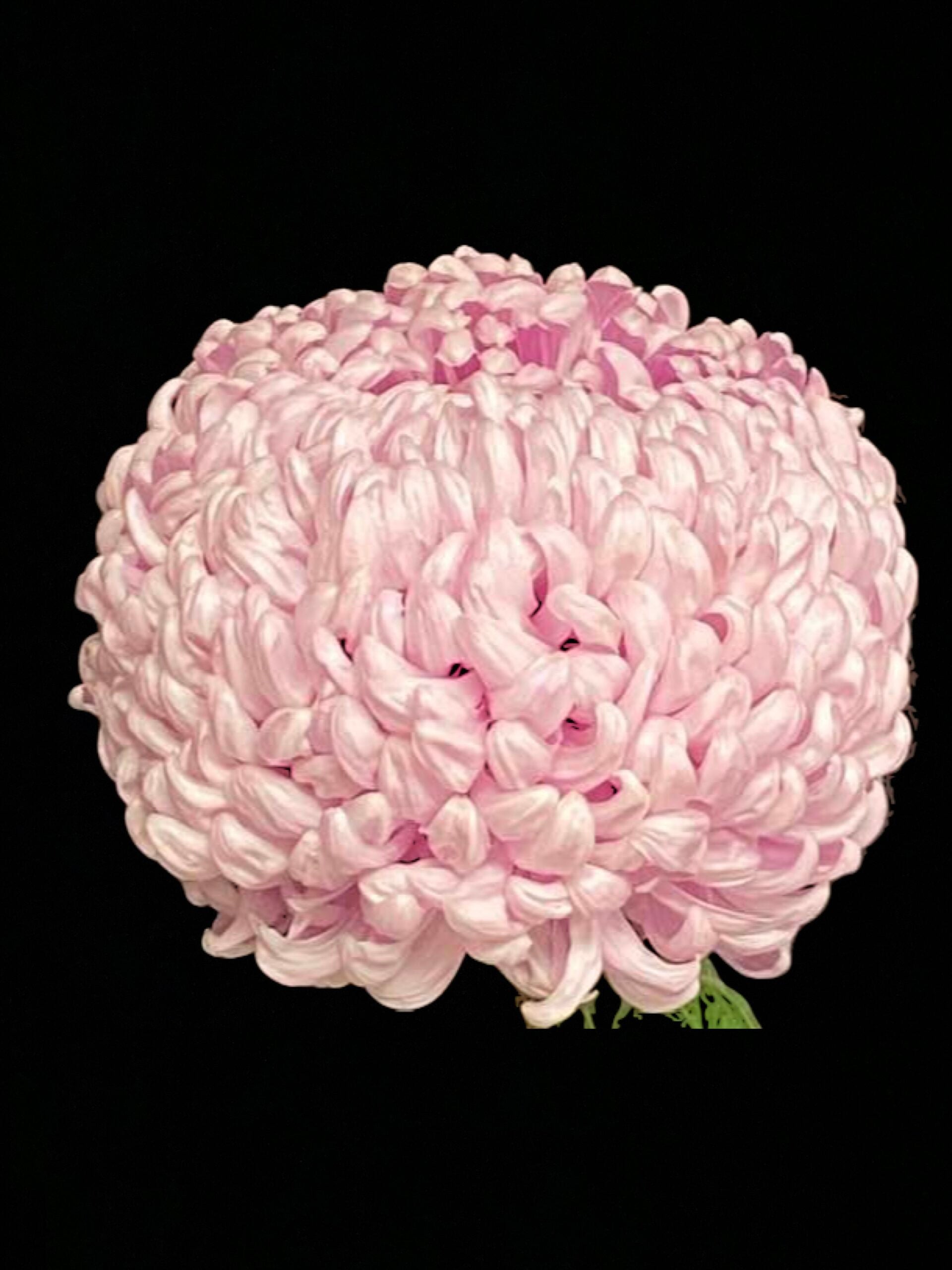 Alexis – Oregon Chrysanthemums and Hostas LLC