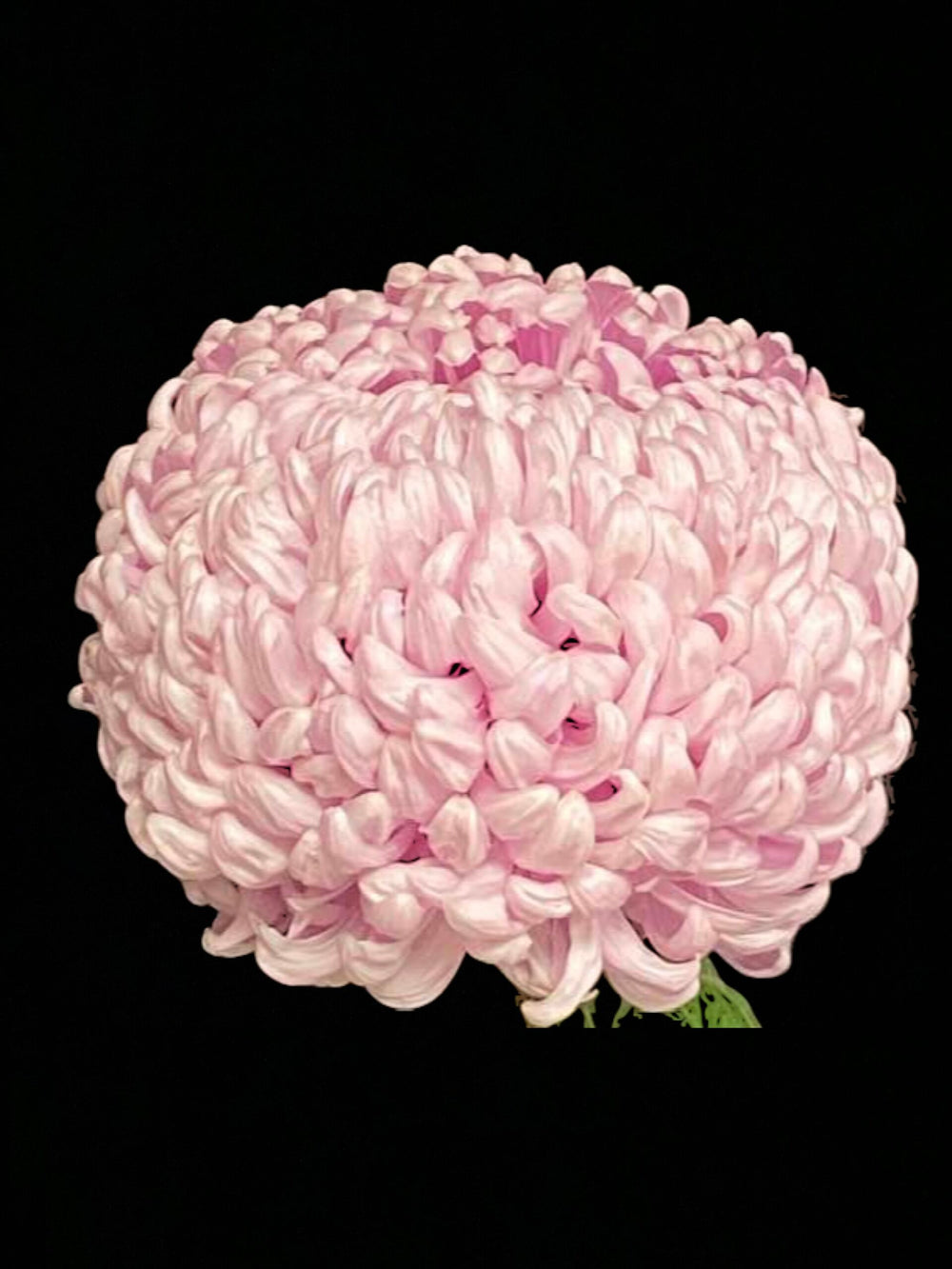Alexis – Oregon Chrysanthemums and Hostas LLC