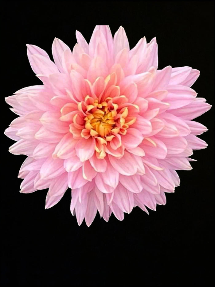 Annie Girl – Oregon Chrysanthemums and Hostas LLC