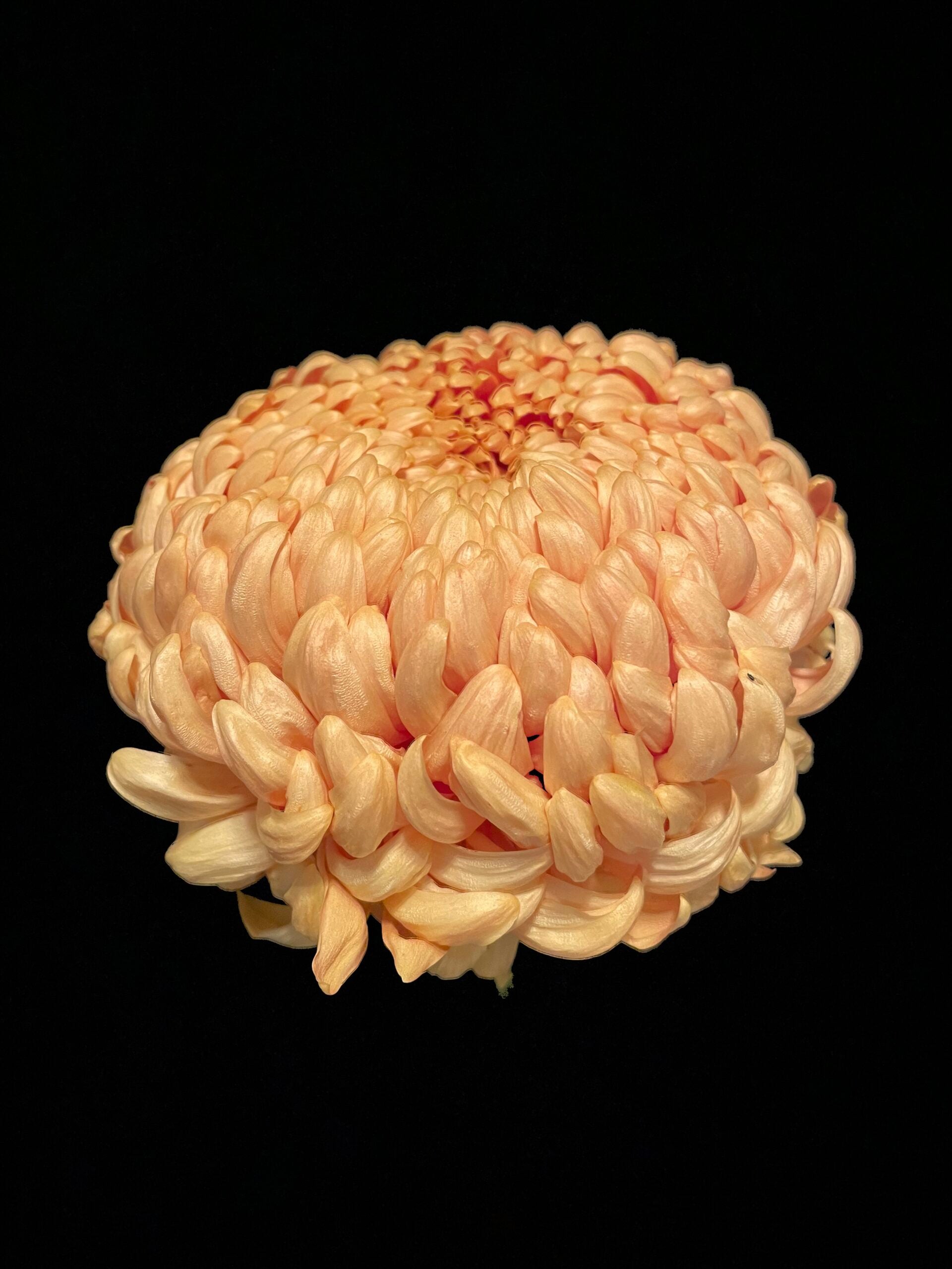 Apricot Alexis – Oregon Chrysanthemums and Hostas LLC