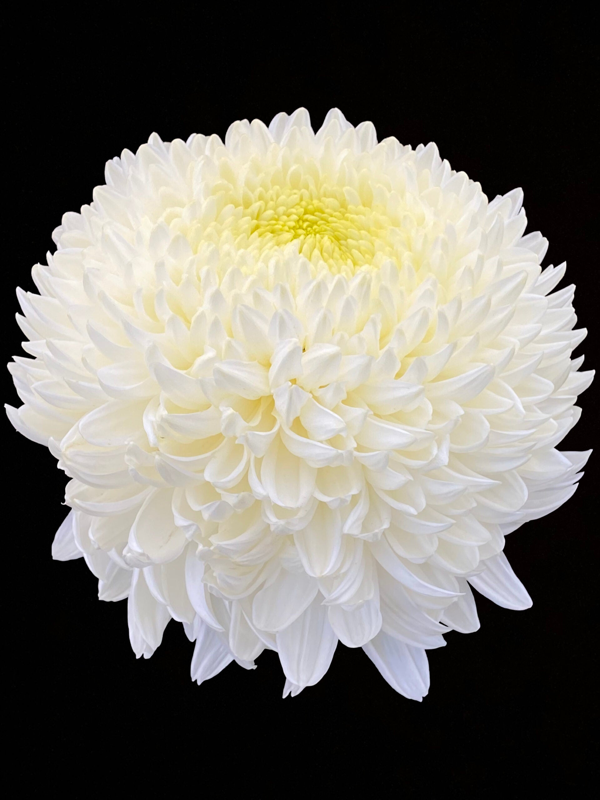 Billy Bell – Oregon Chrysanthemums and Hostas LLC