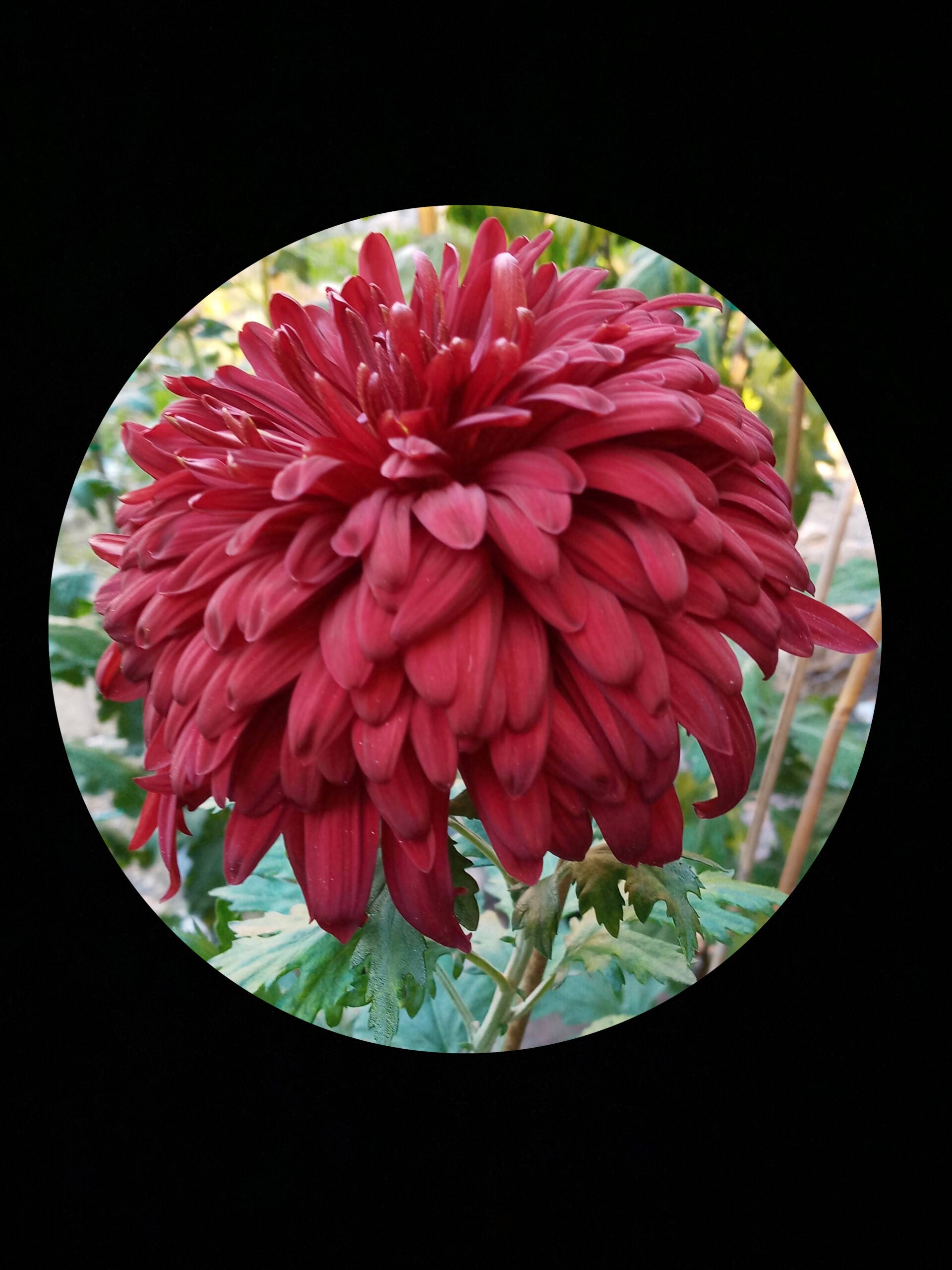 Black Hawk – Oregon Chrysanthemums and Hostas LLC