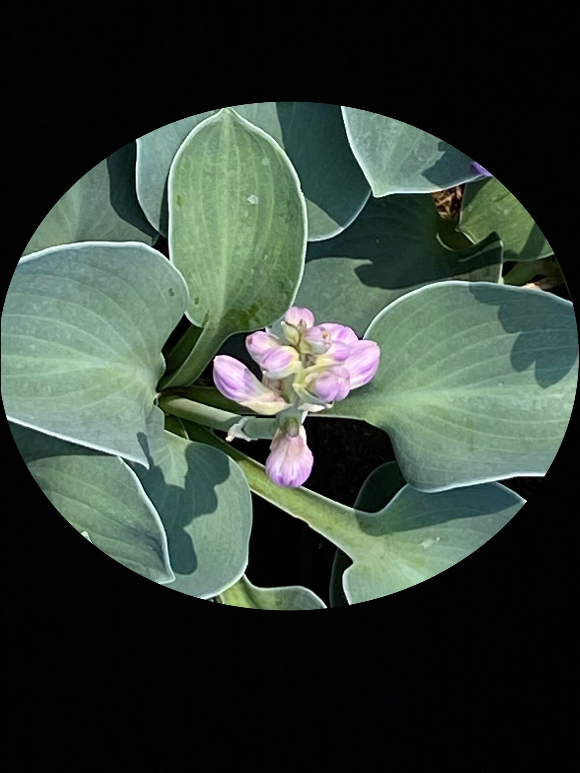 Blue Mouse Ears-Hosta – Oregon Chrysanthemums and Hostas LLC