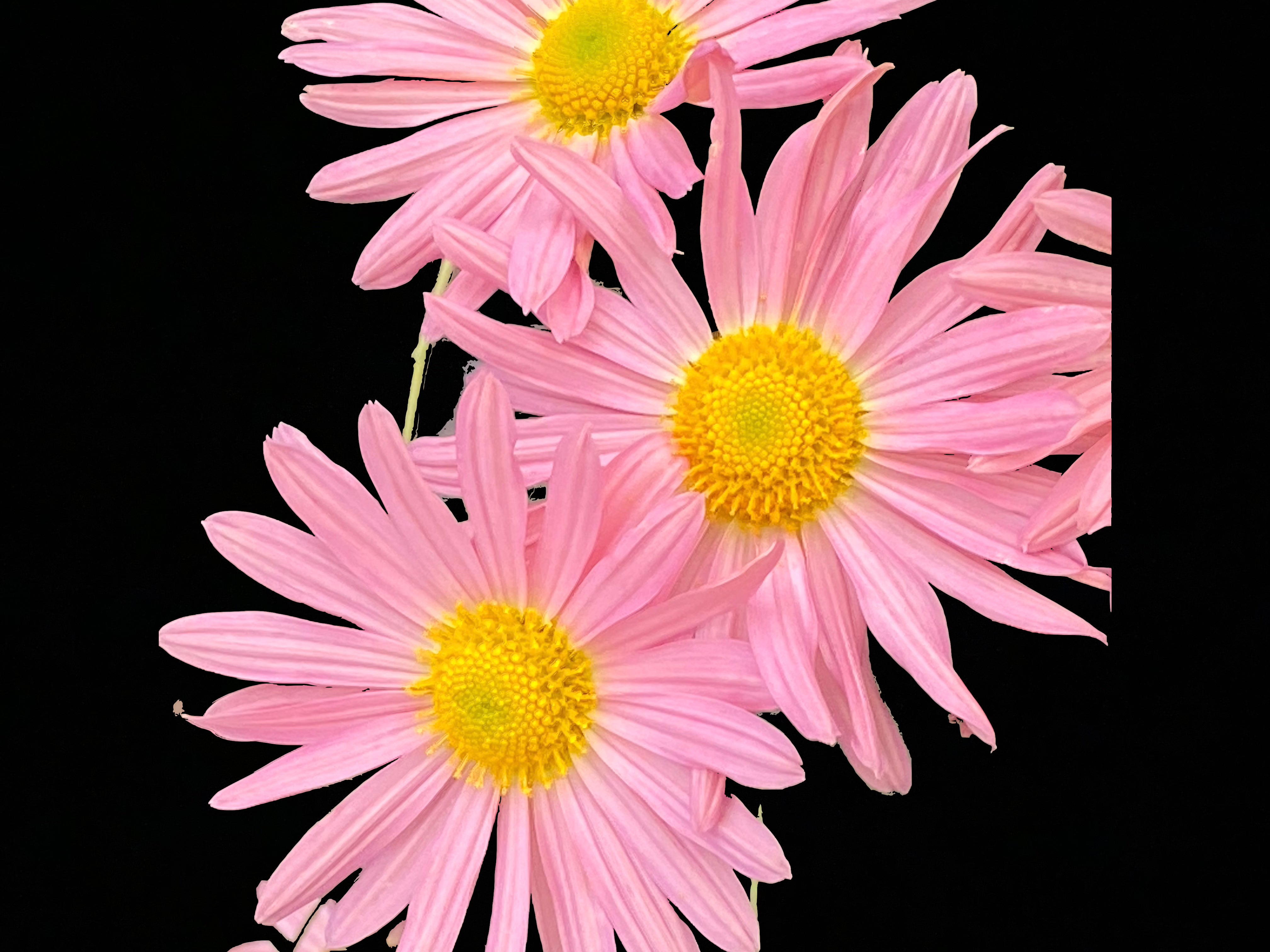 Coral Daisy – Oregon Chrysanthemums and Hostas LLC