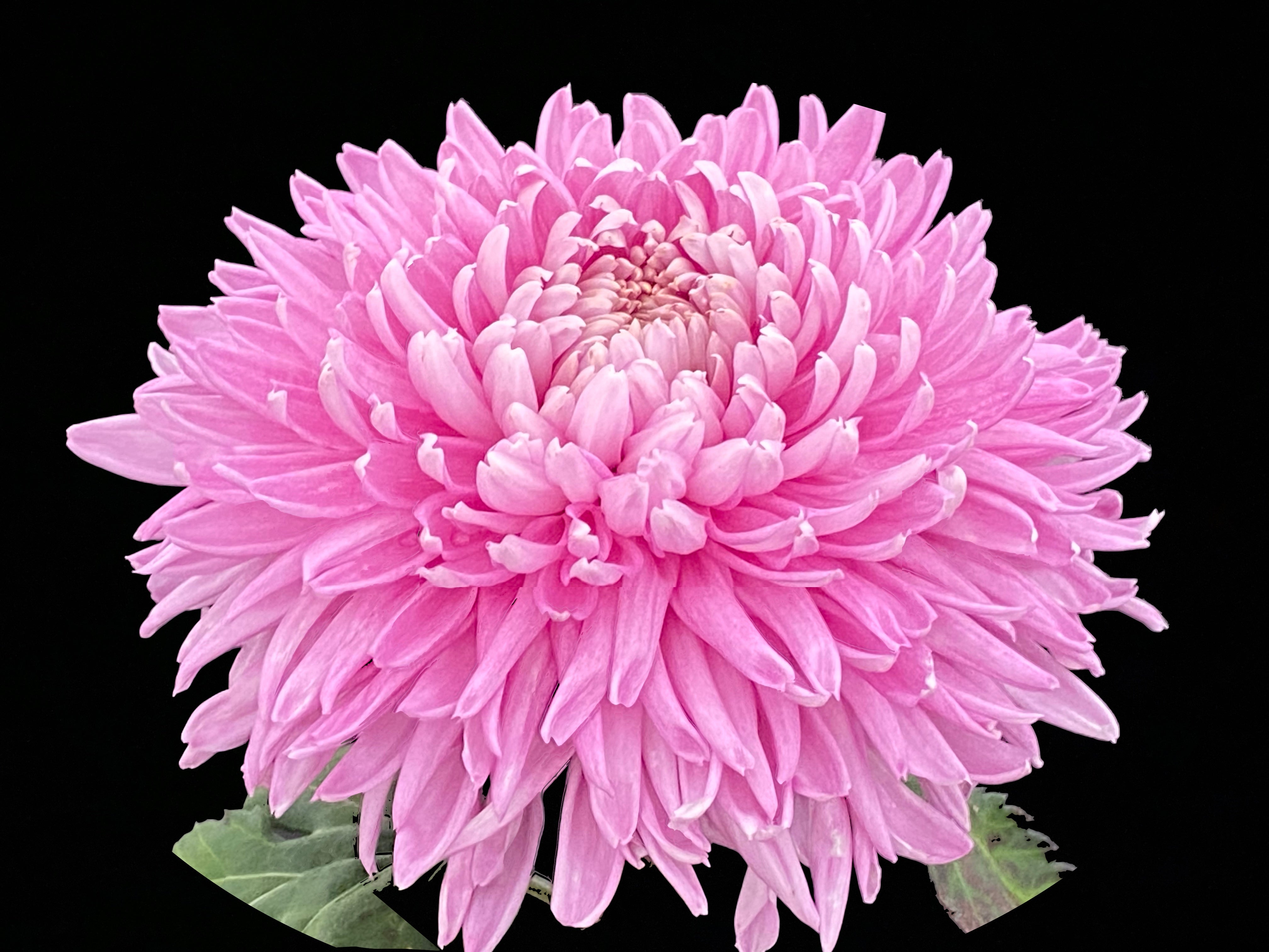 Chelsea – Oregon Chrysanthemums and Hostas LLC