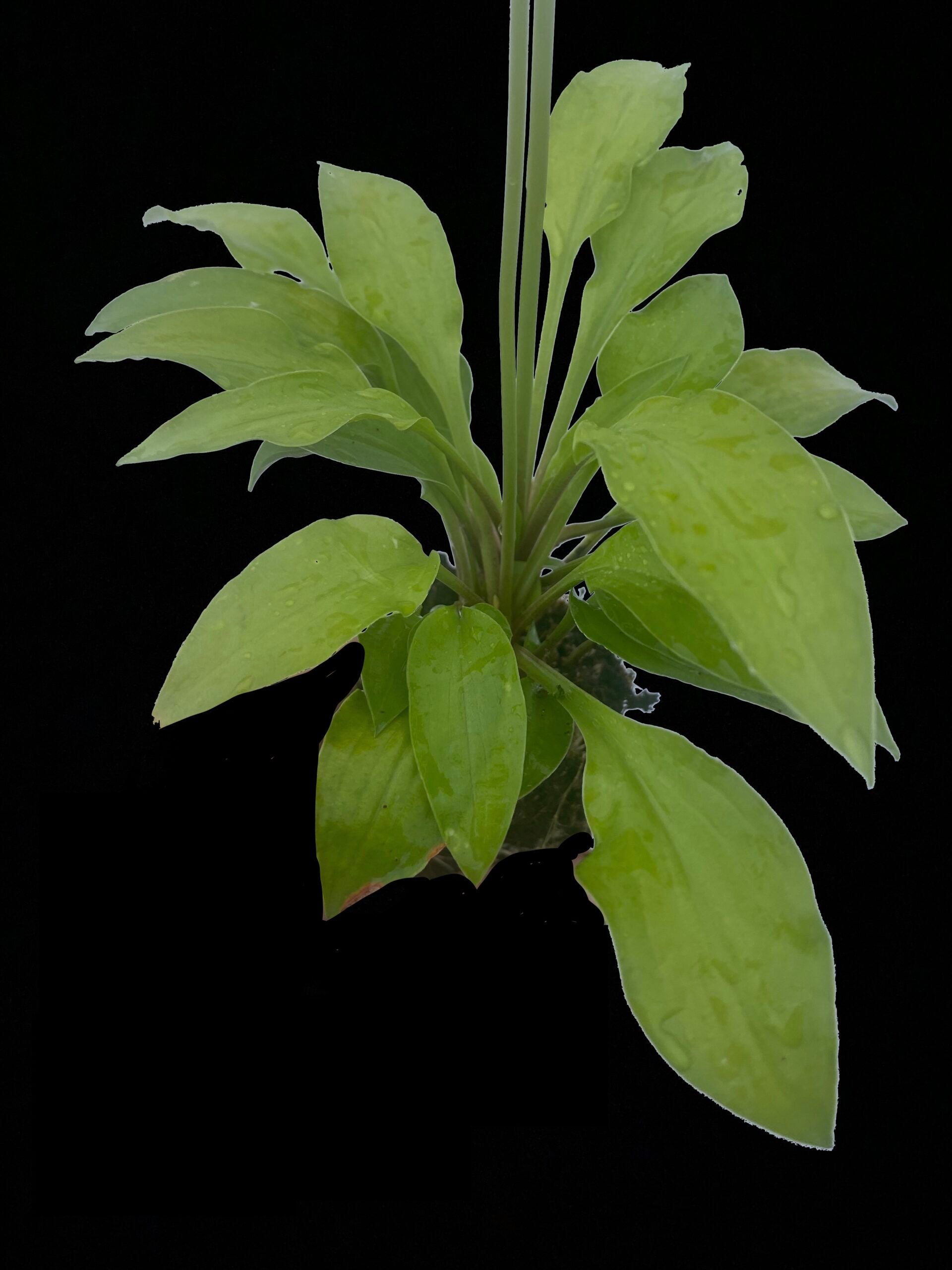 Cheatin' Heart-Hosta – Oregon Chrysanthemums and Hostas LLC