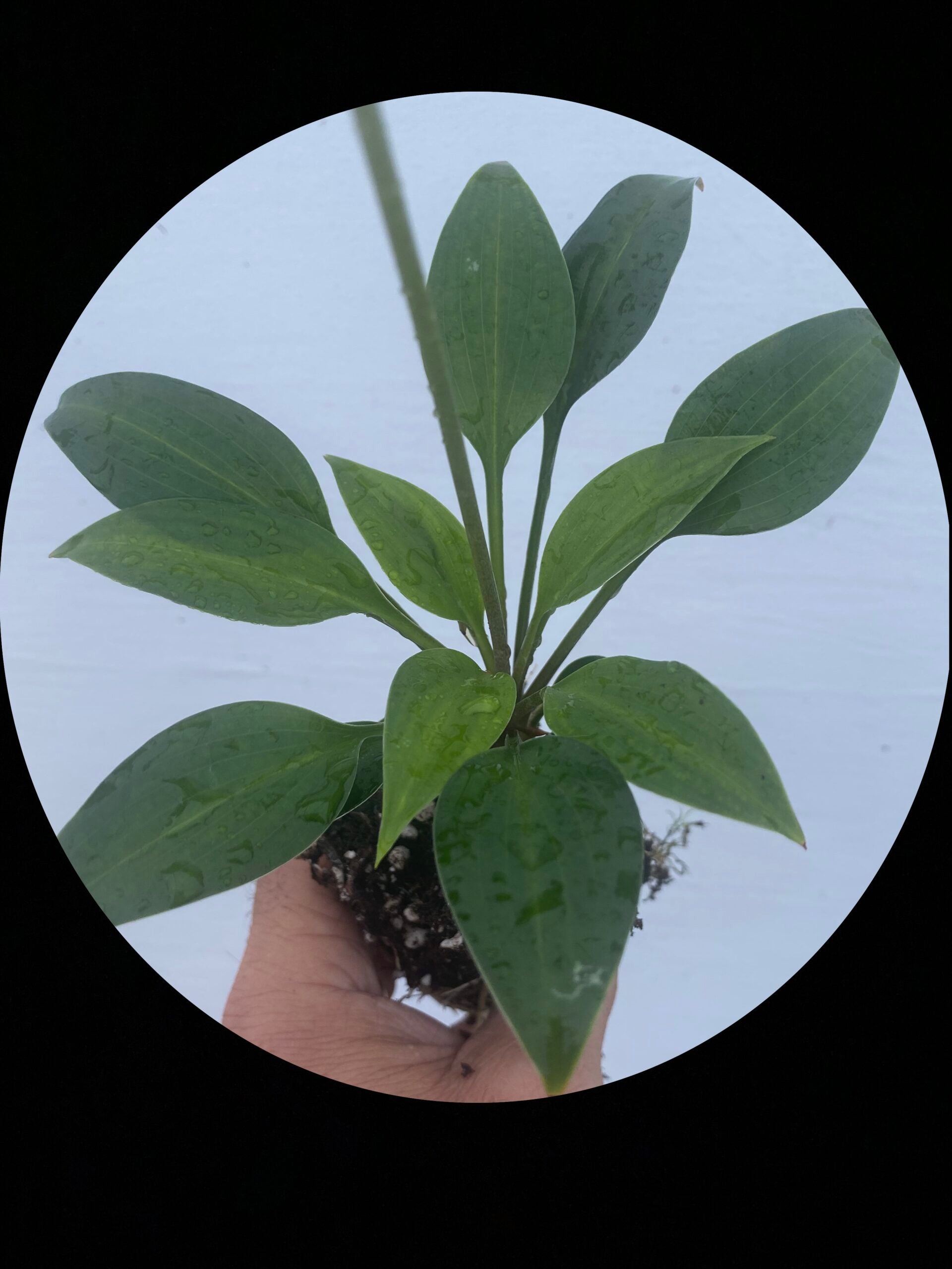 Chirifu Ogon-Hosta – Oregon Chrysanthemums and Hostas LLC