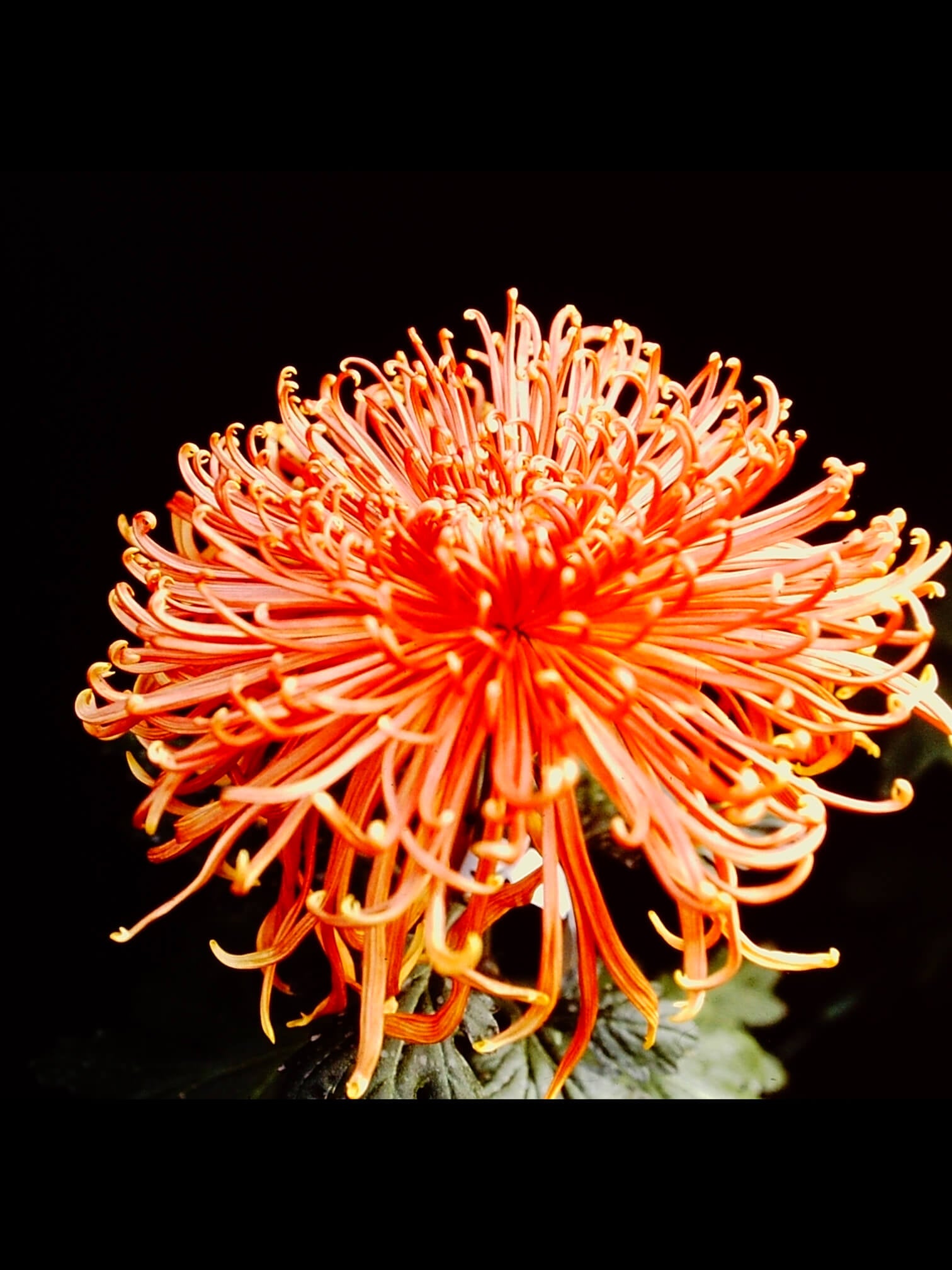 Coral Reef – Oregon Chrysanthemums and Hostas LLC