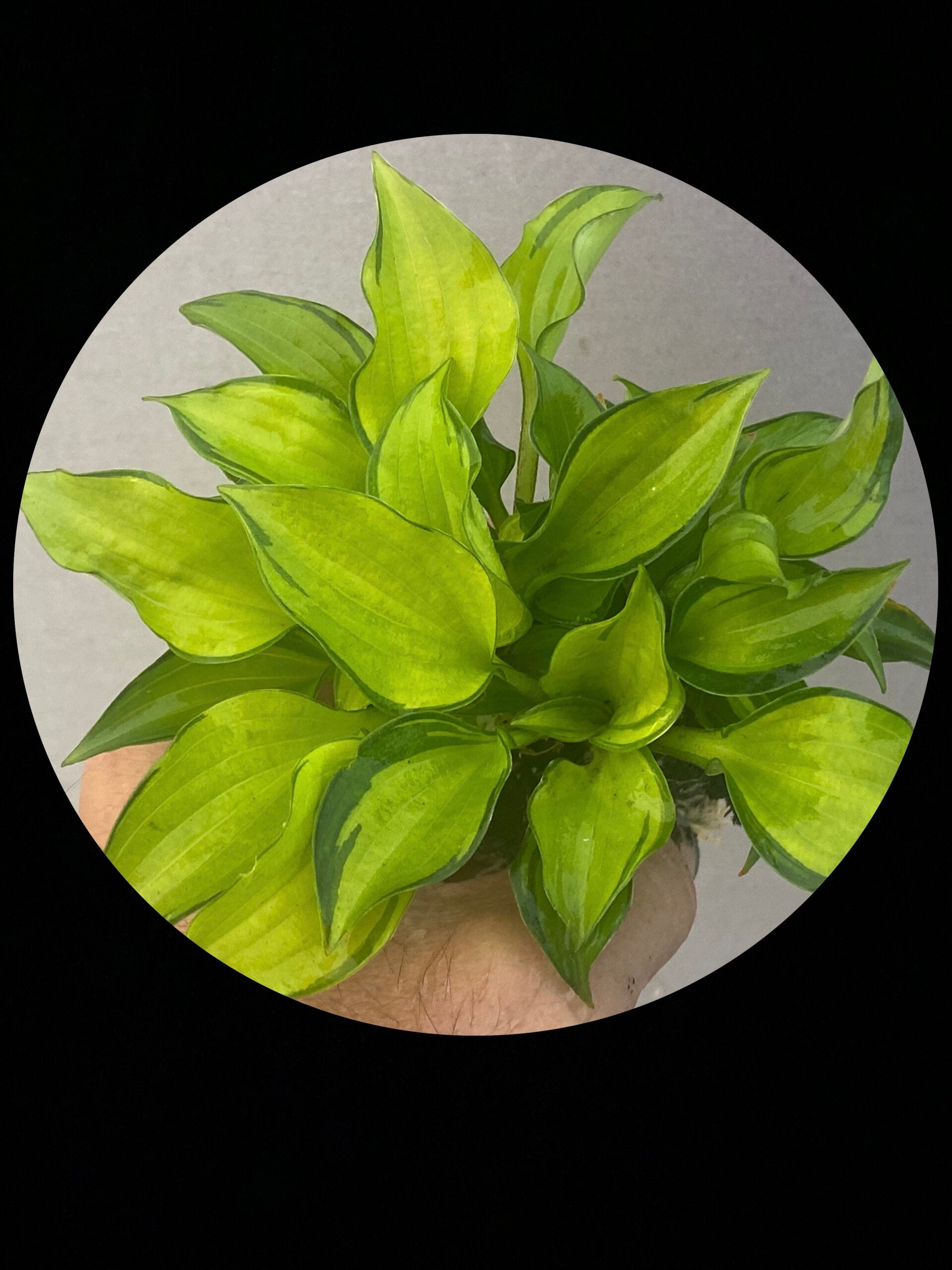 Cracker Crumbs-Hosta – Oregon Chrysanthemums and Hostas LLC