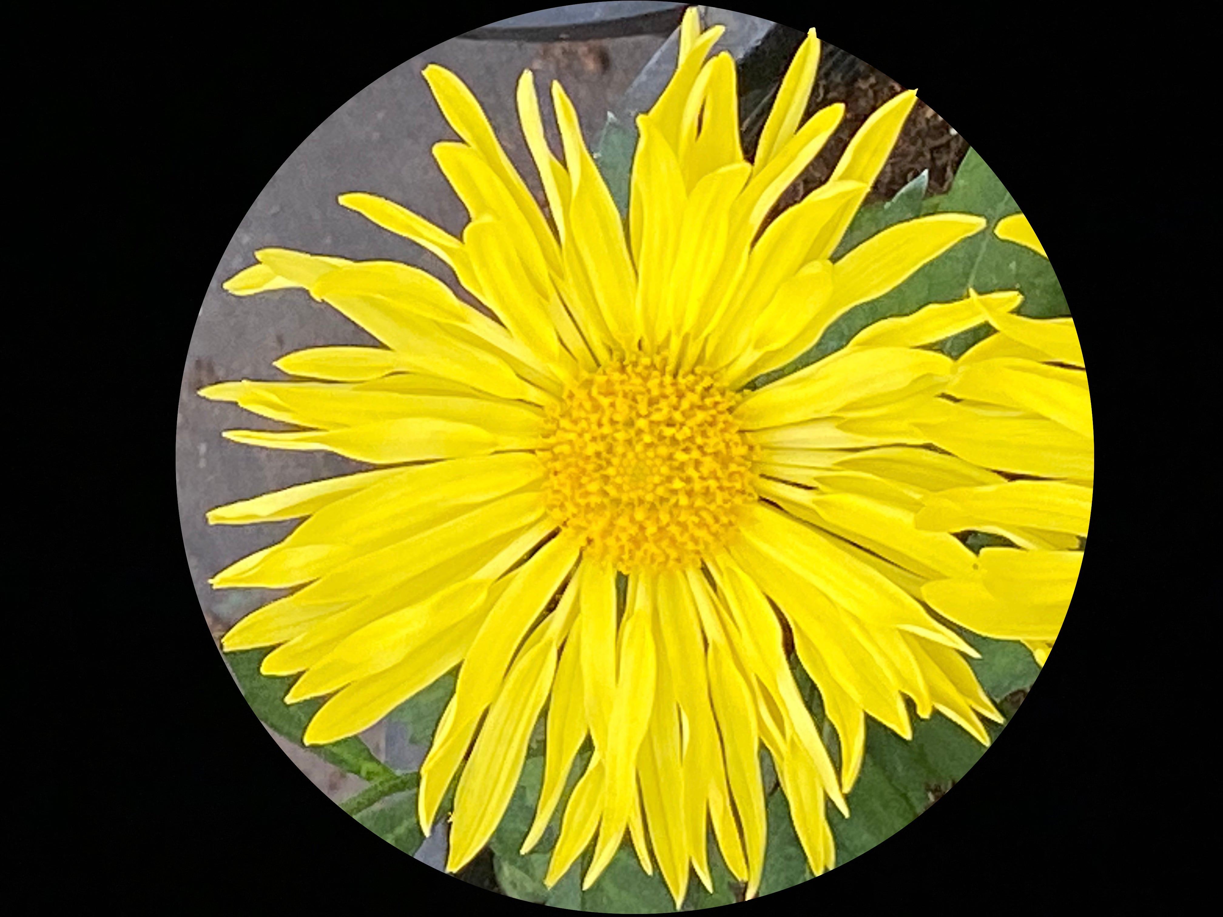 Daisy Gold – Oregon Chrysanthemums and Hostas LLC