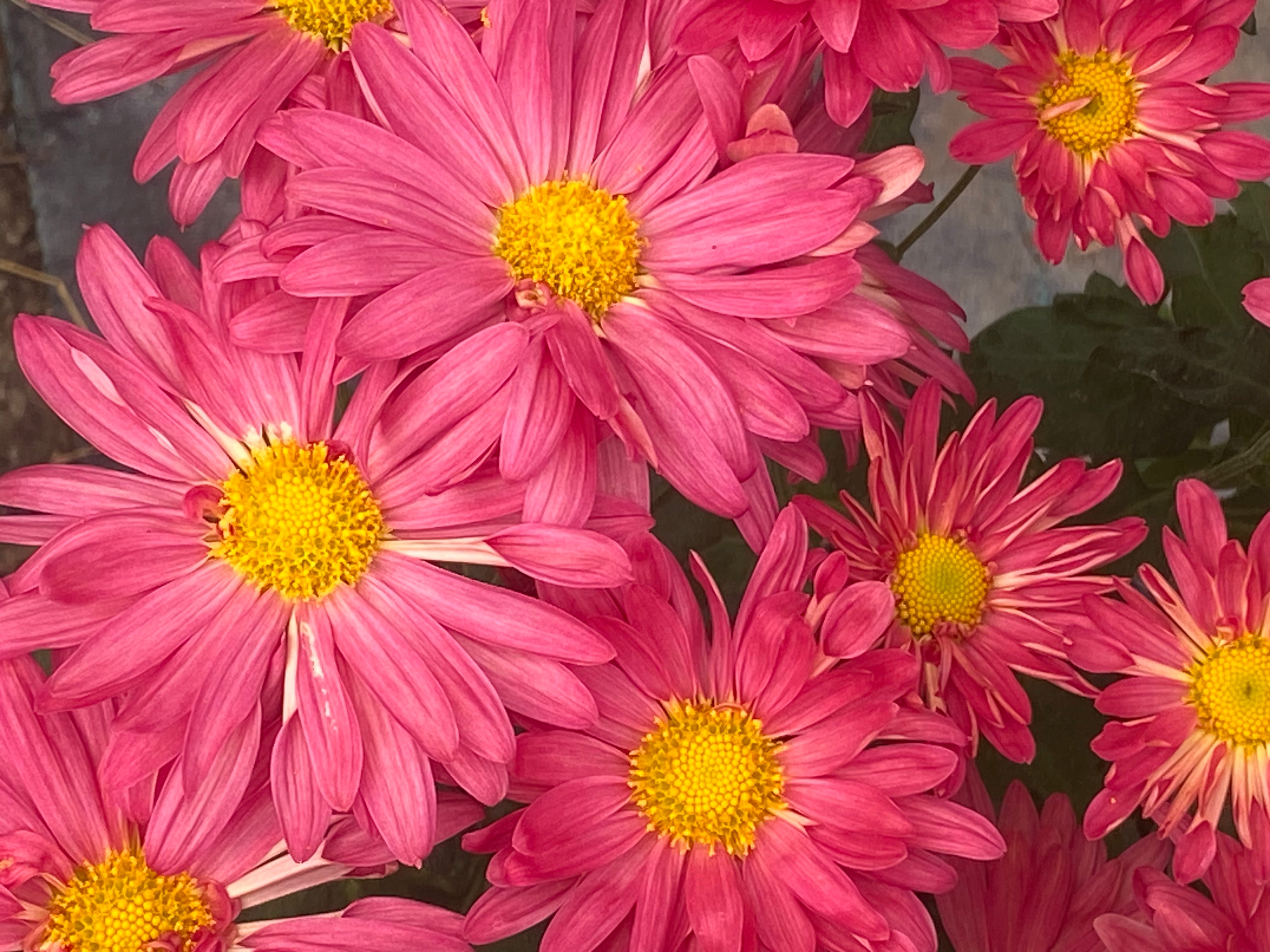 Daisy Rose – Oregon Chrysanthemums and Hostas LLC