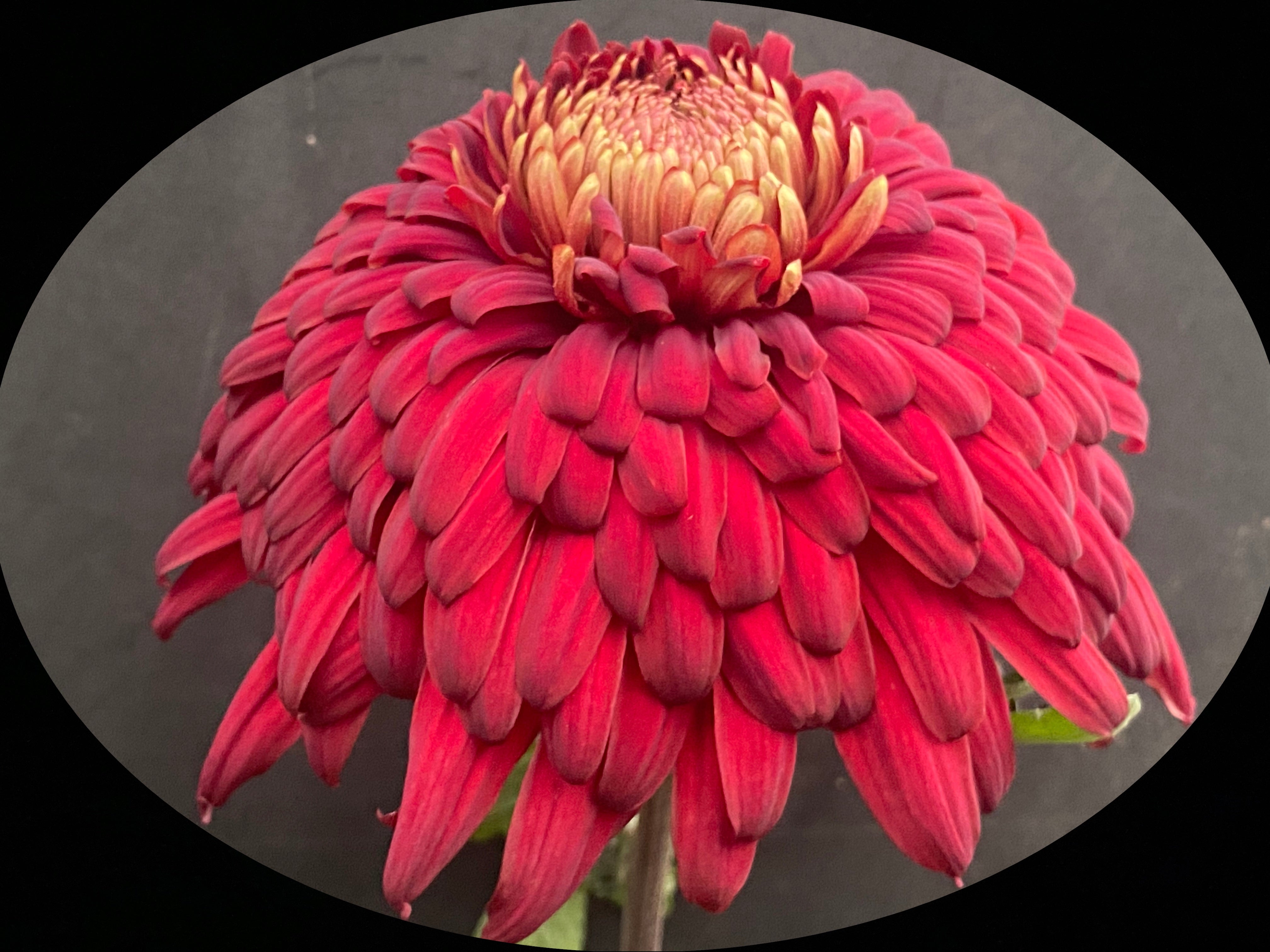 Doreen Statham – Oregon Chrysanthemums and Hostas LLC