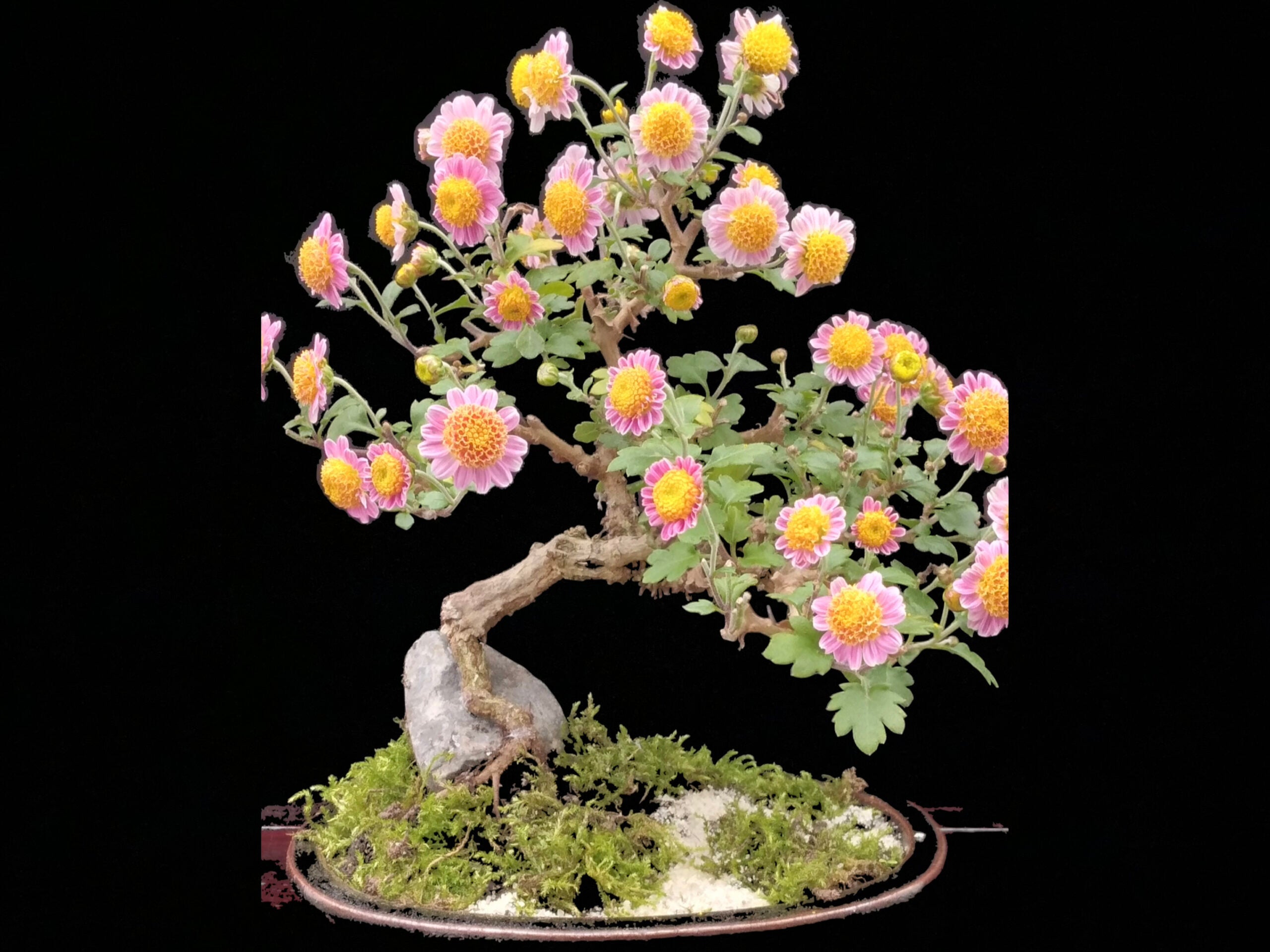 Debbie Simon – Oregon Chrysanthemums and Hostas LLC