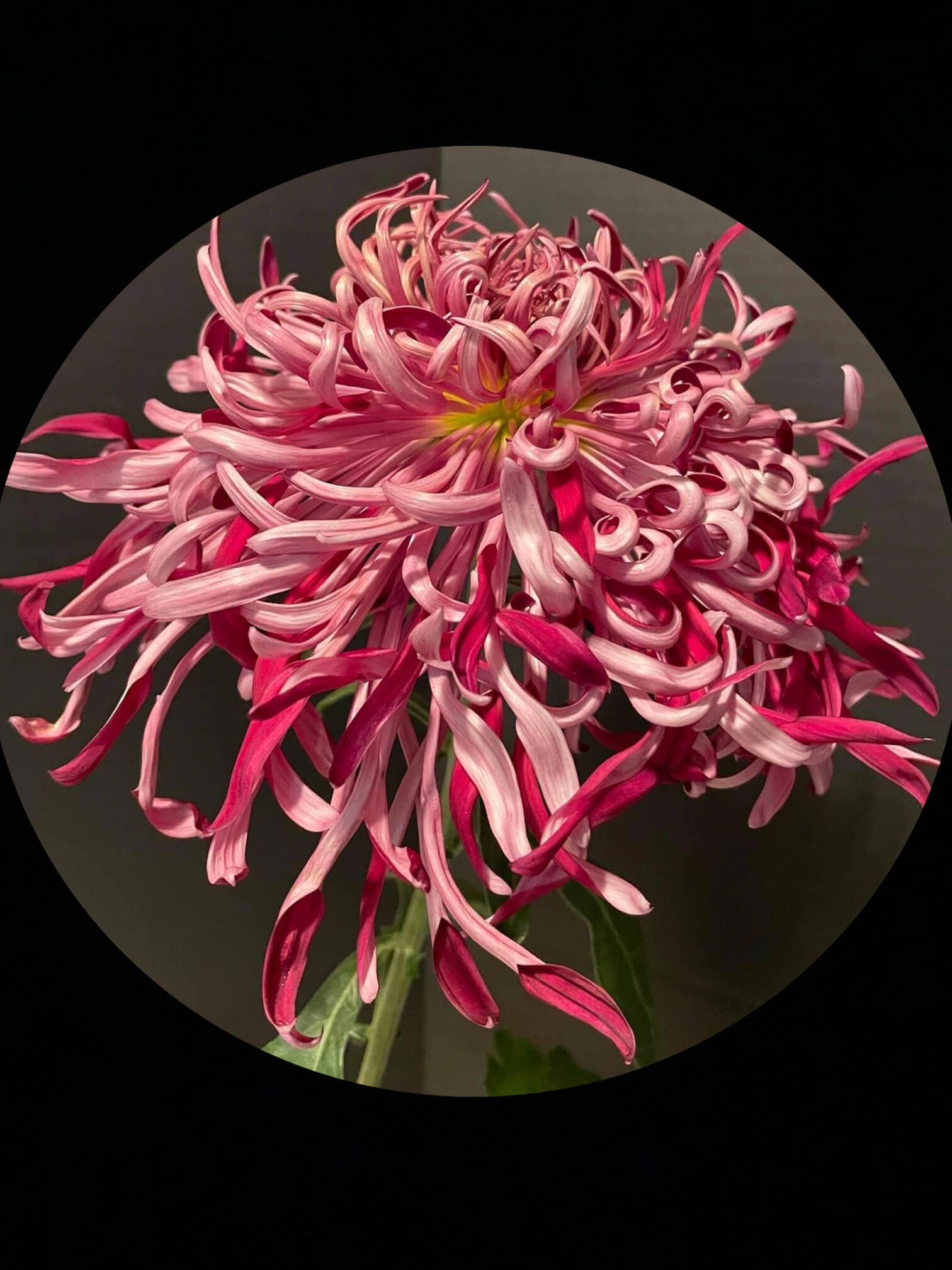 Diane Stoakes – Oregon Chrysanthemums and Hostas LLC
