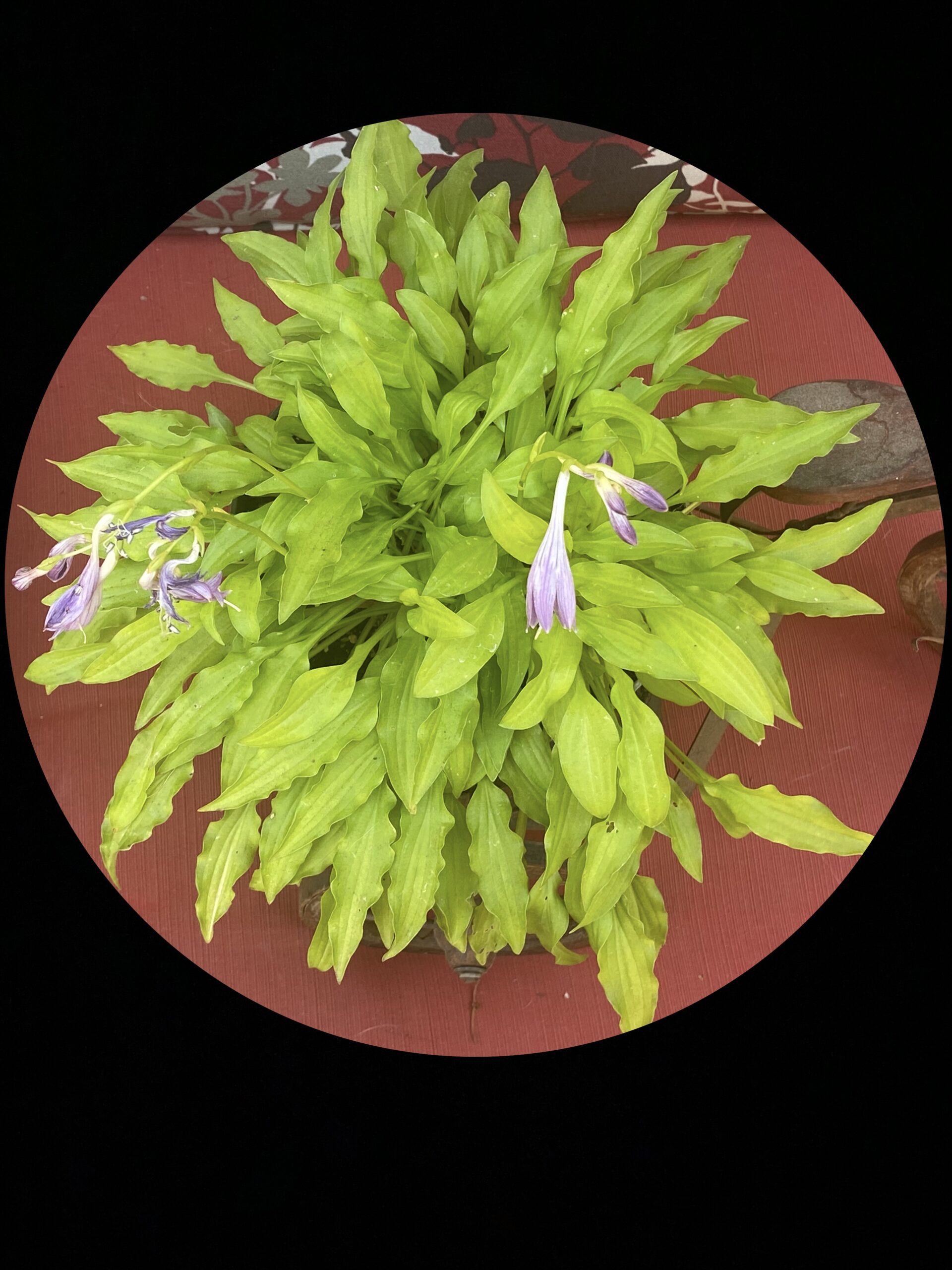 Dragon Tails-Hosta – Oregon Chrysanthemums and Hostas LLC