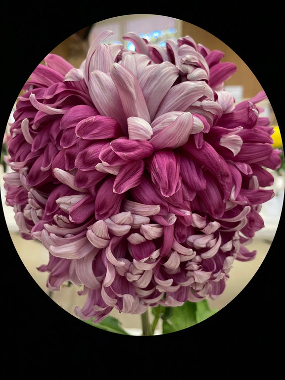 Elizabeth Shoesmith – Oregon Chrysanthemums and Hostas LLC