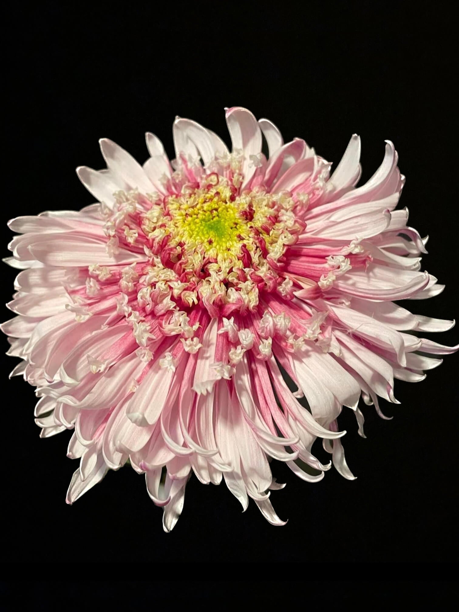 Exquisite – Oregon Chrysanthemums and Hostas LLC