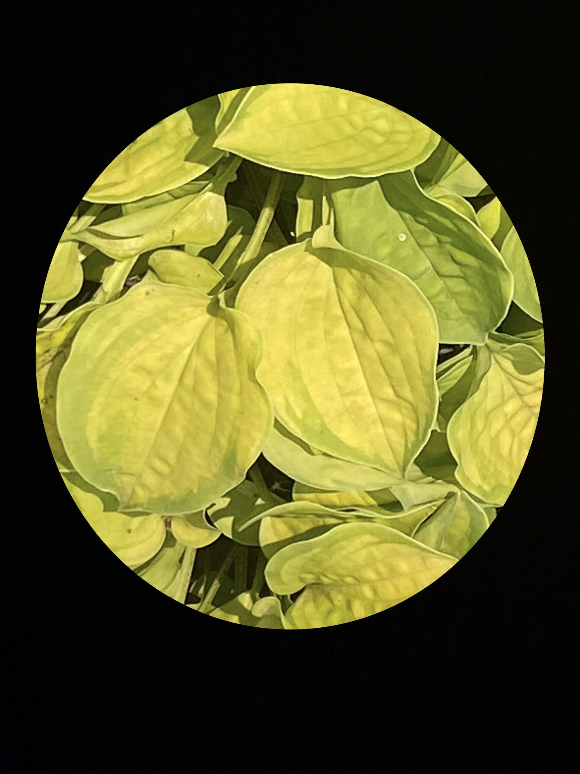 Faithful Heart-Hosta – Oregon Chrysanthemums and Hostas LLC