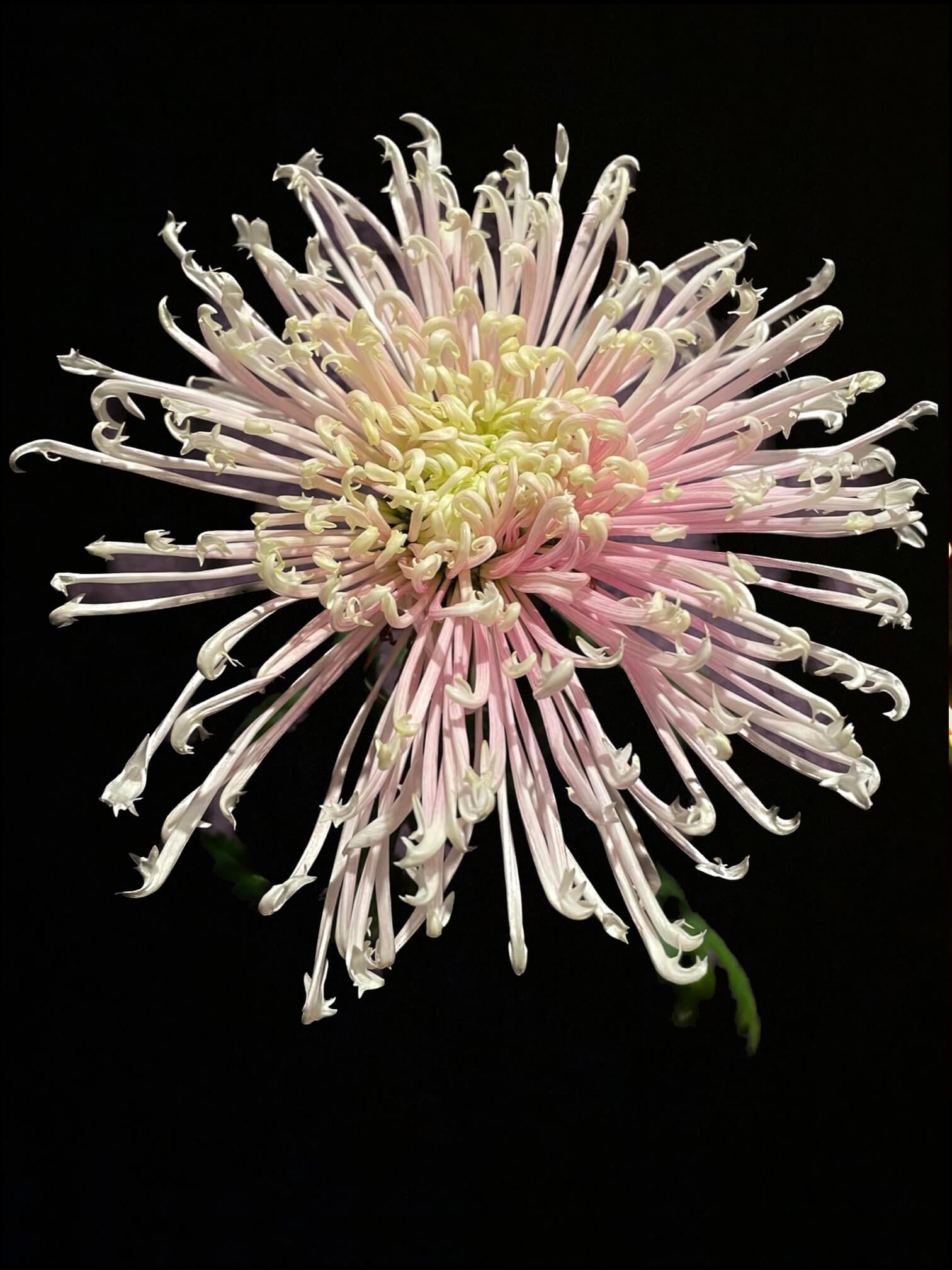 Fen Bai Mao Ci – Oregon Chrysanthemums and Hostas LLC