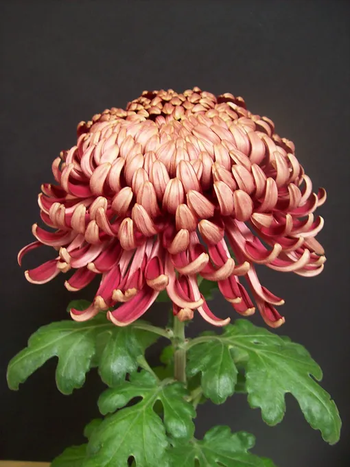 Fort Vancouver – Oregon Chrysanthemums and Hostas LLC