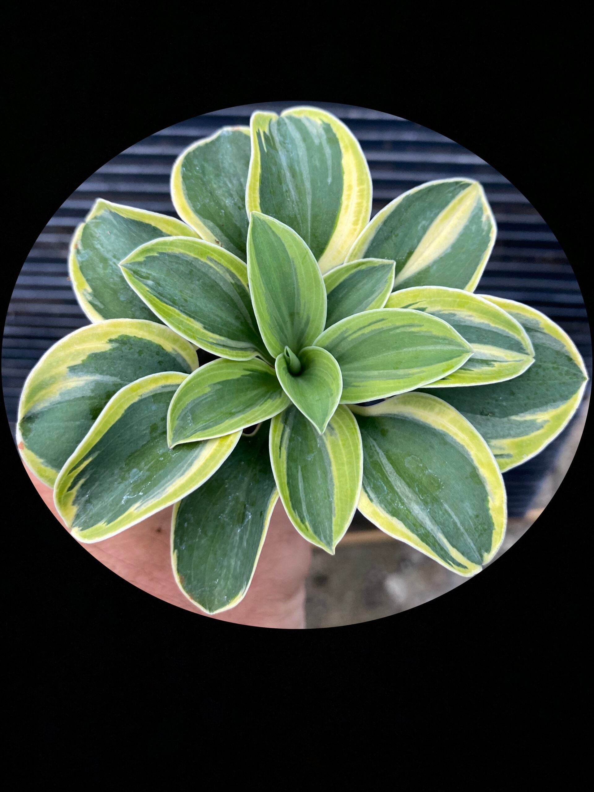 Frosted Mouse Ears-Hosta – Oregon Chrysanthemums and Hostas LLC
