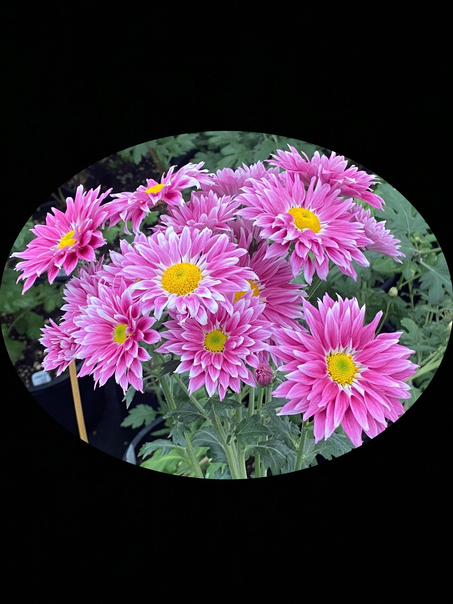 Frosty Morn – Oregon Chrysanthemums and Hostas LLC