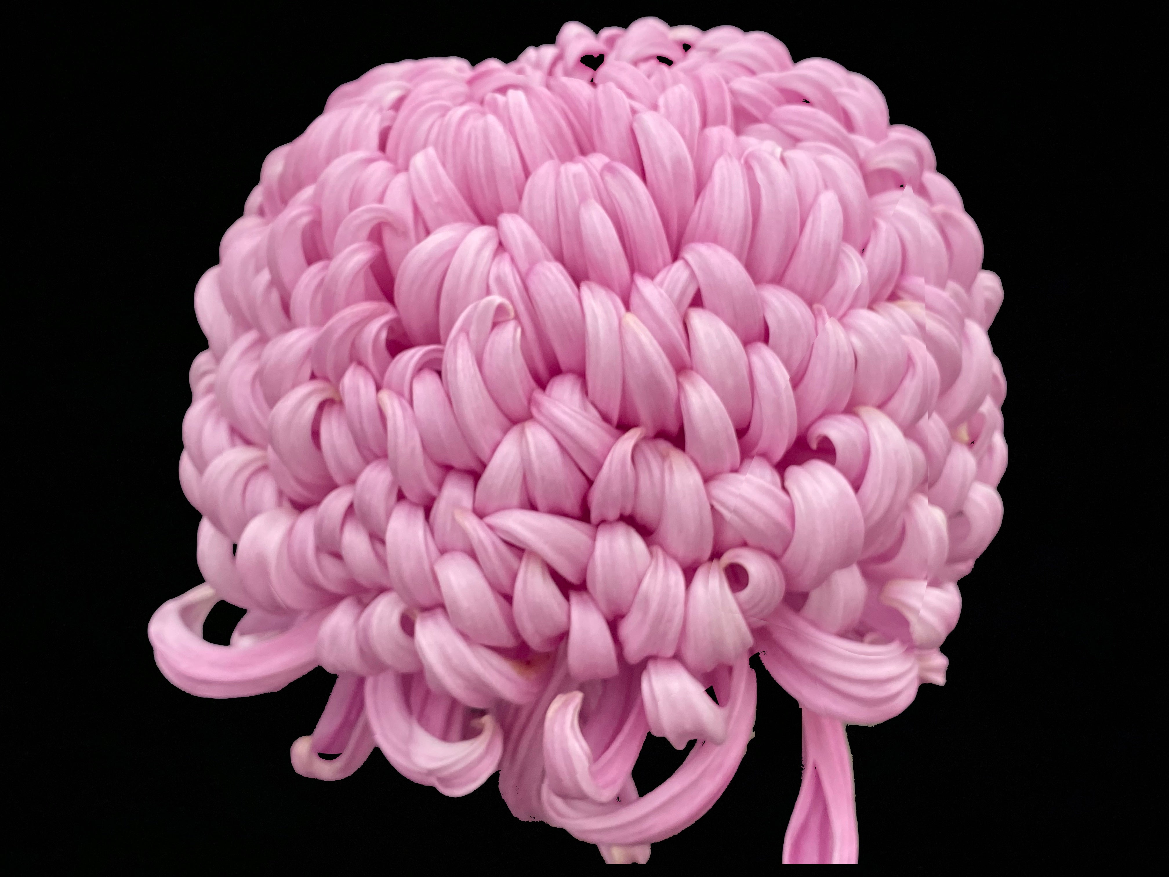 Gua Hua Sheng Xie – Oregon Chrysanthemums and Hostas LLC
