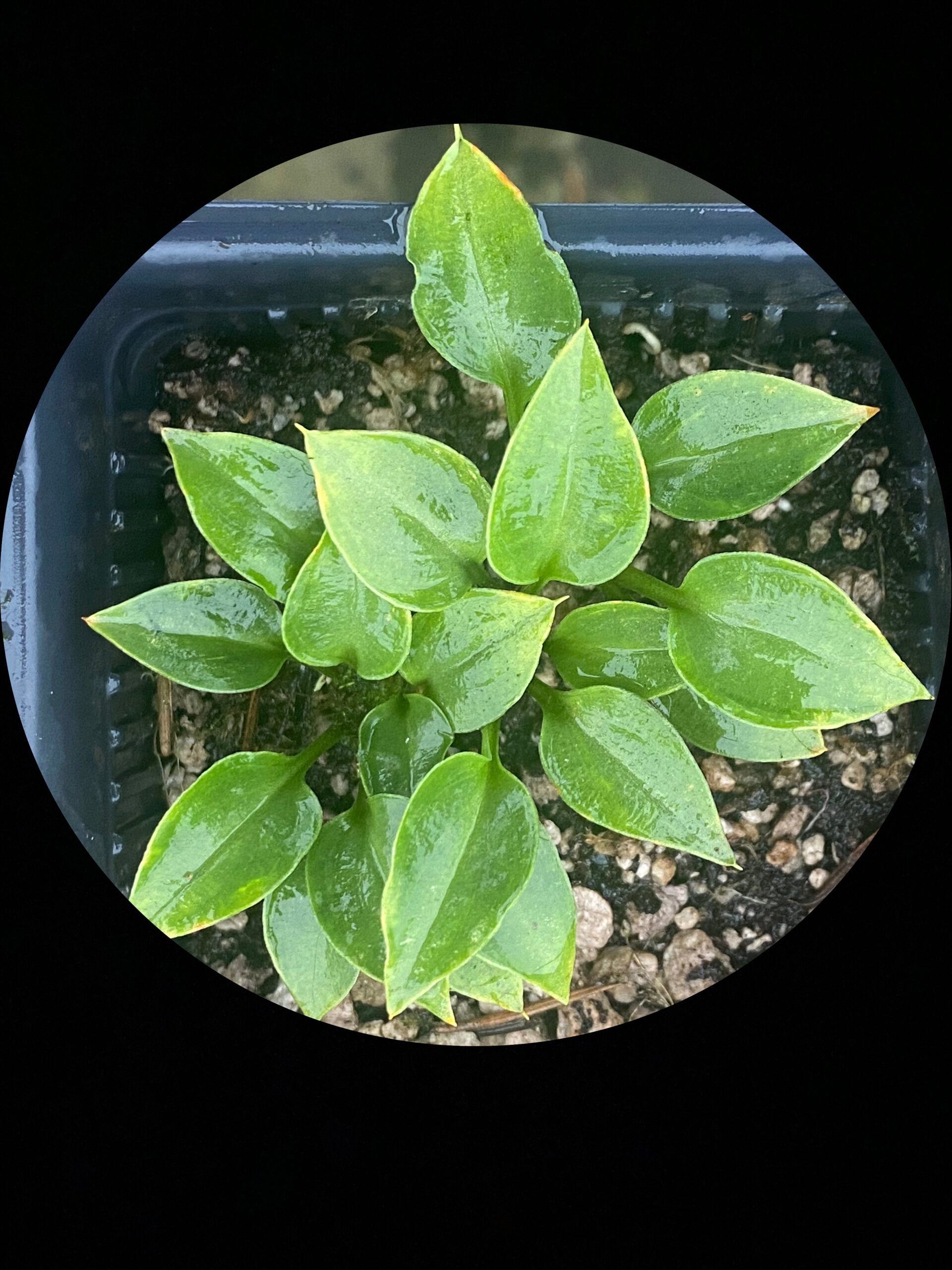 Gobashi Hime-Hosta – Oregon Chrysanthemums and Hostas LLC