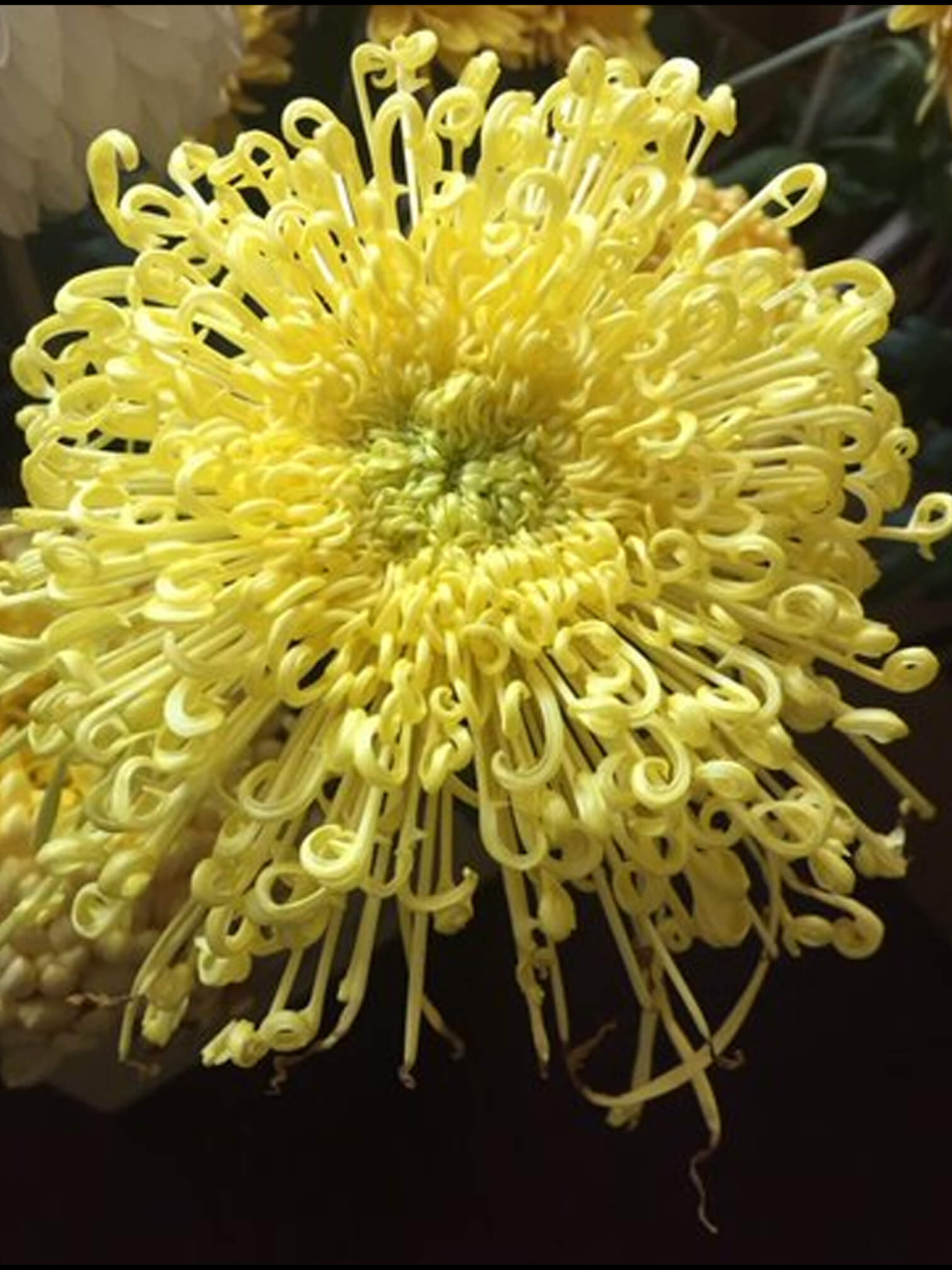 Golden Rain – Oregon Chrysanthemums and Hostas LLC