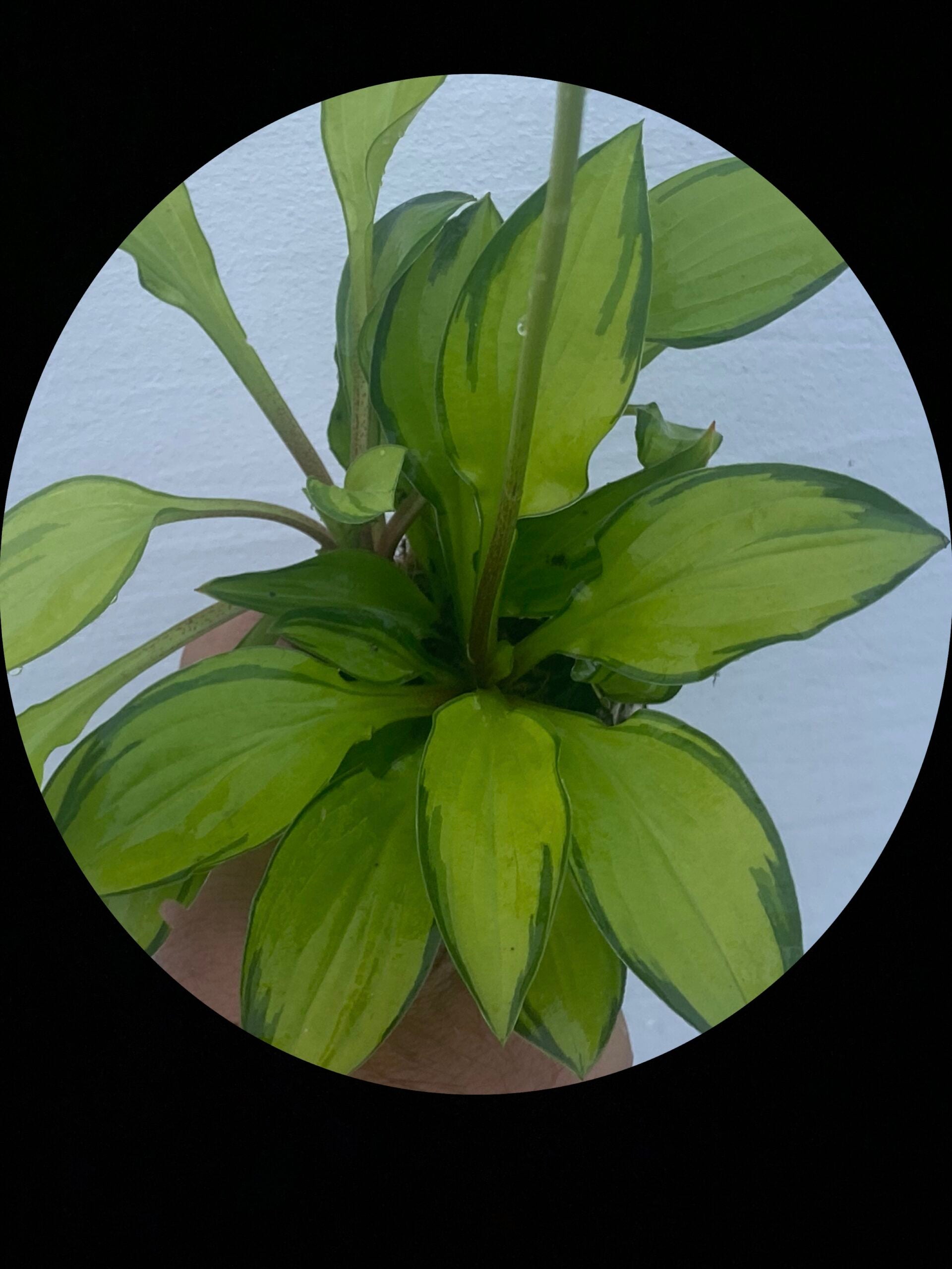 Green With Envy-Hosta – Oregon Chrysanthemums and Hostas LLC