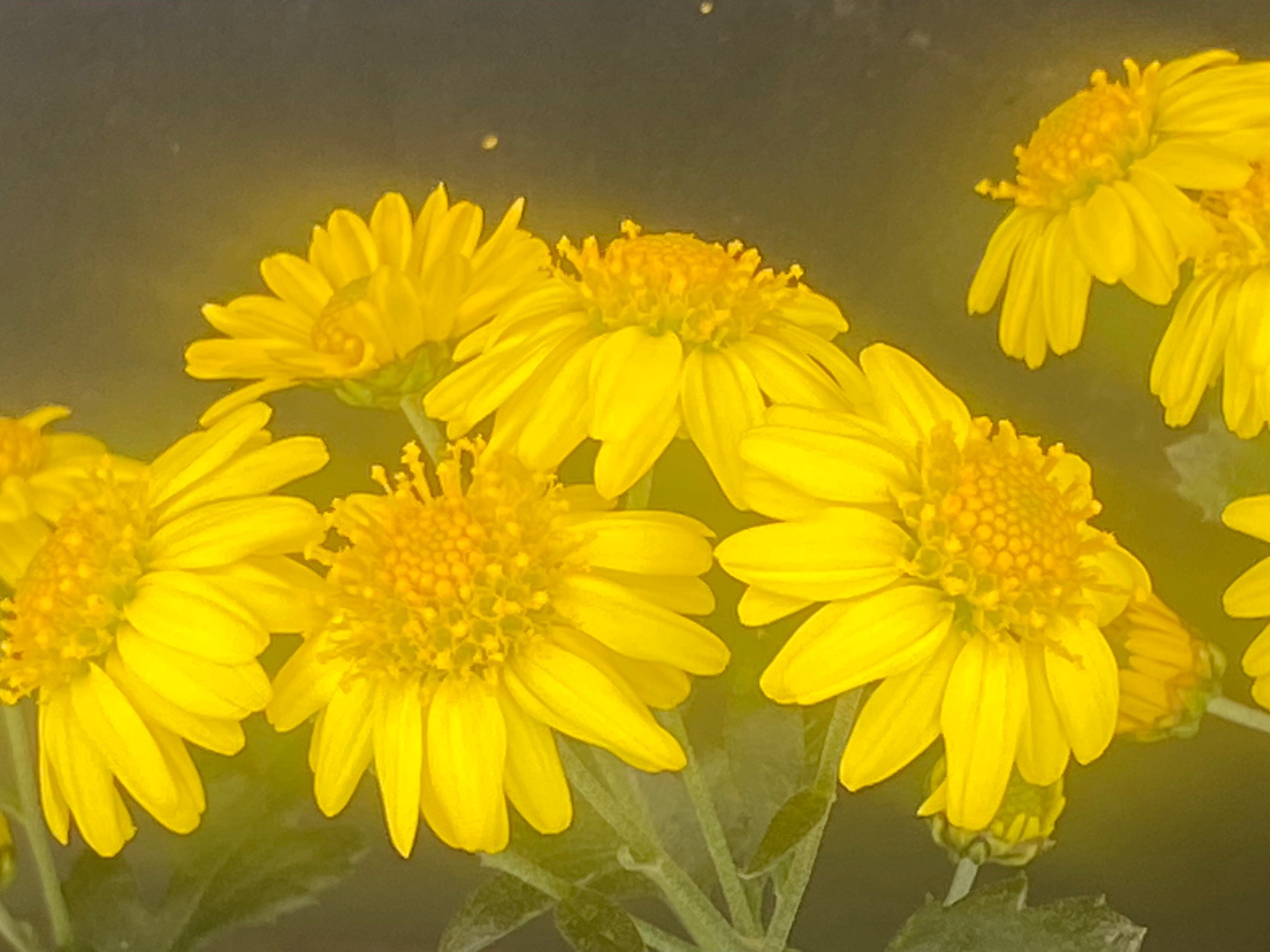 Huru No Michi – Oregon Chrysanthemums and Hostas LLC