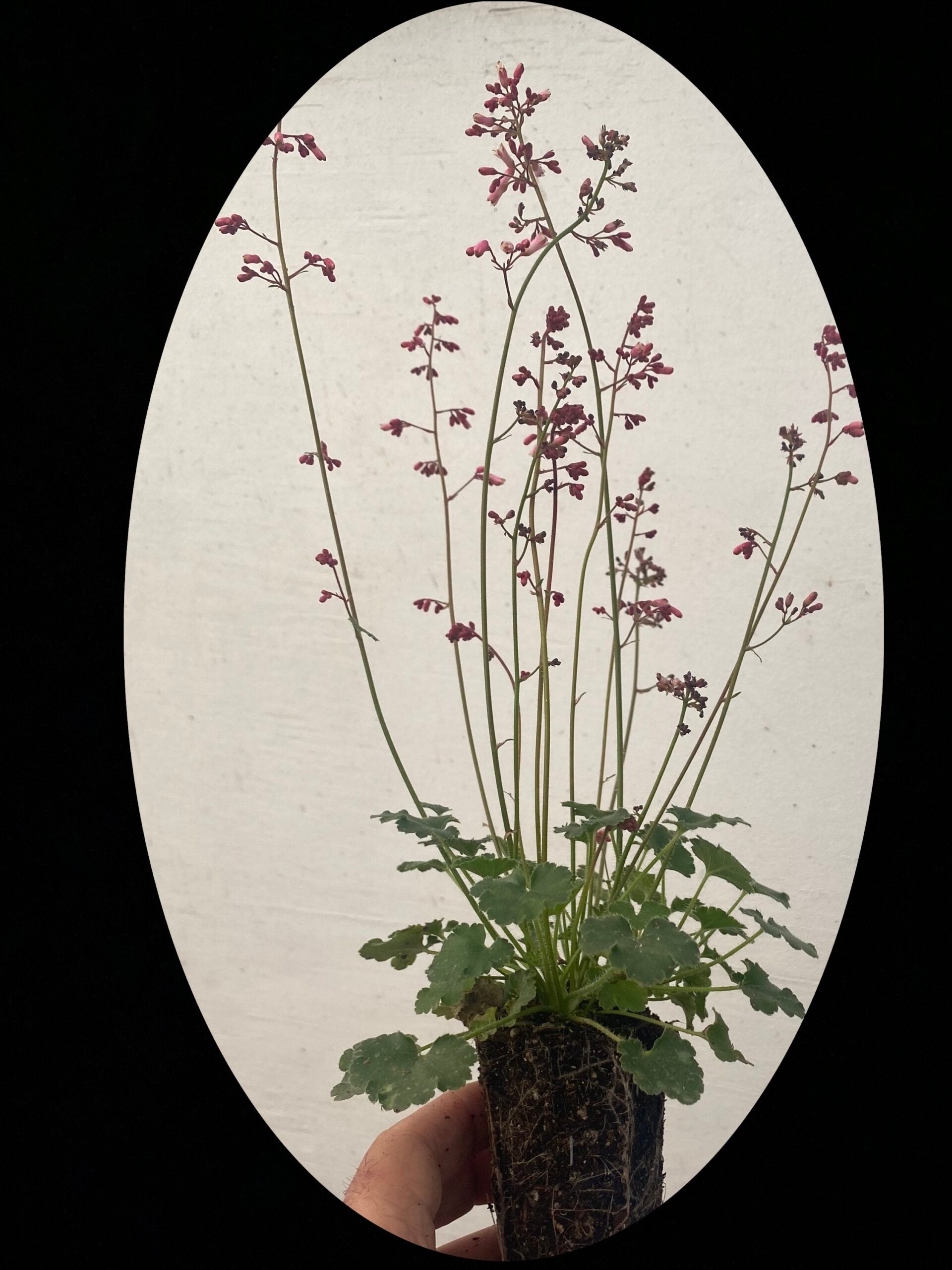 Dwarf Huechera – Oregon Chrysanthemums and Hostas LLC