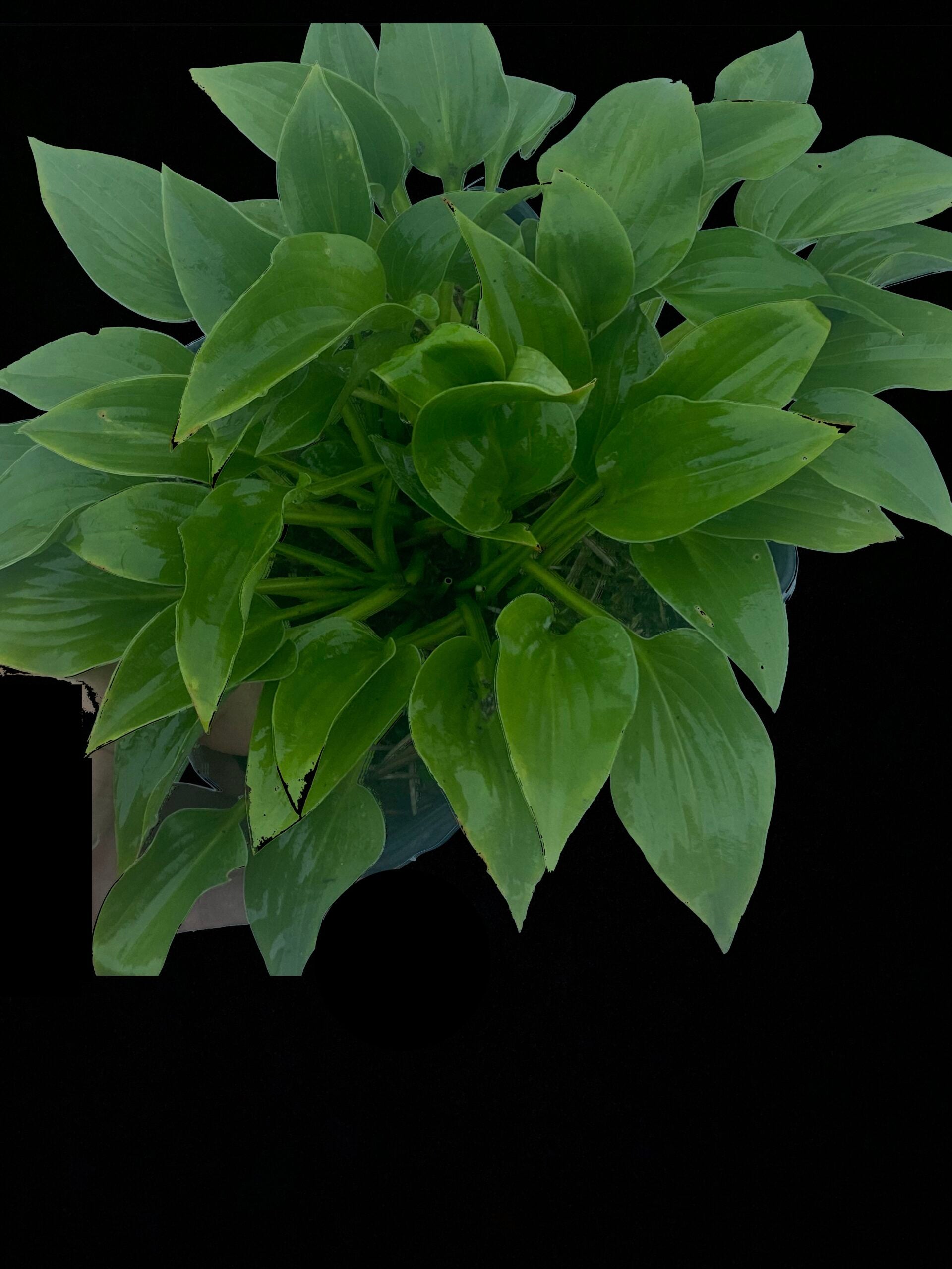 Hime Takudama-Hosta – Oregon Chrysanthemums and Hostas LLC