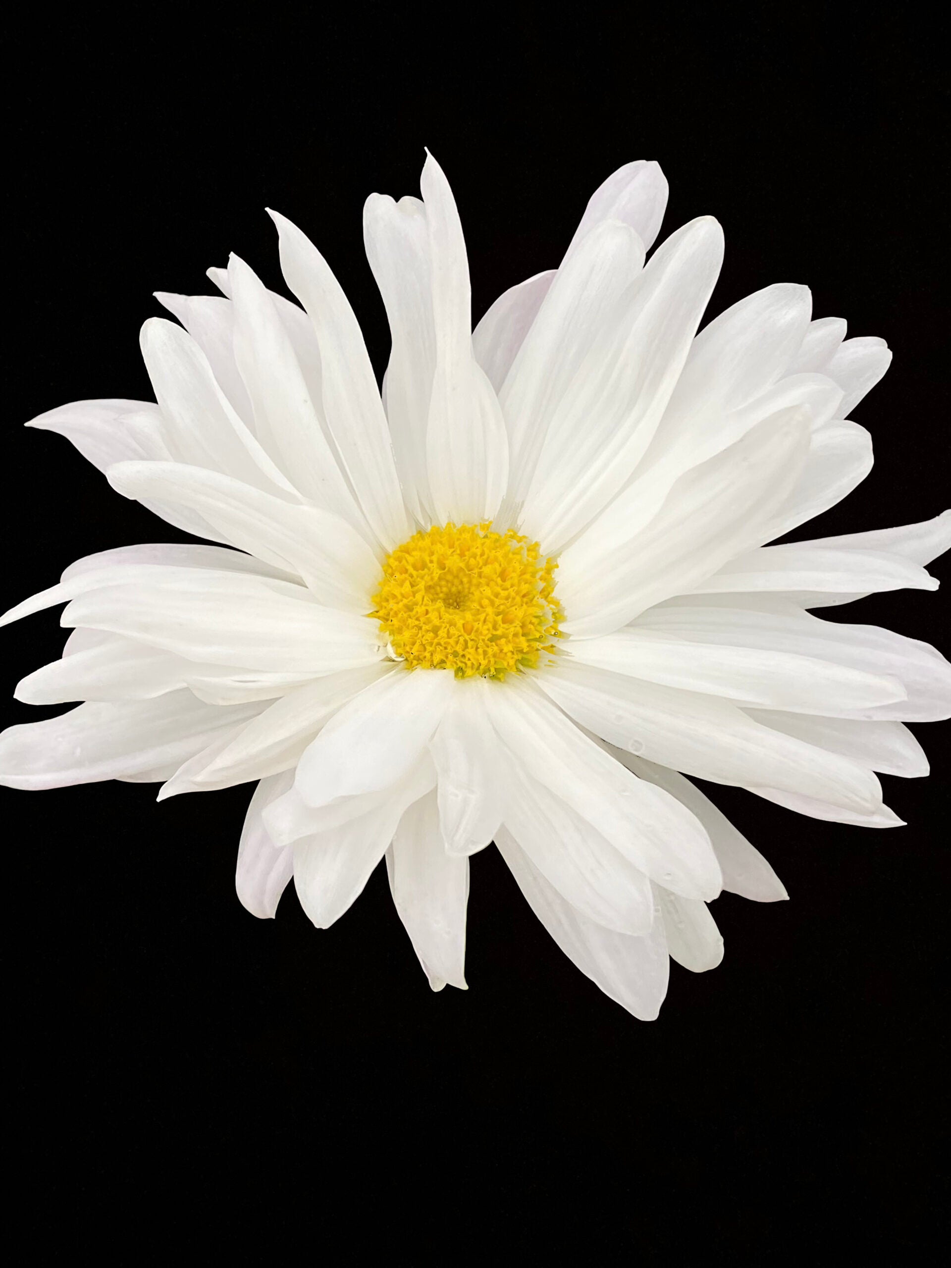 Icy Isles – Oregon Chrysanthemums and Hostas LLC
