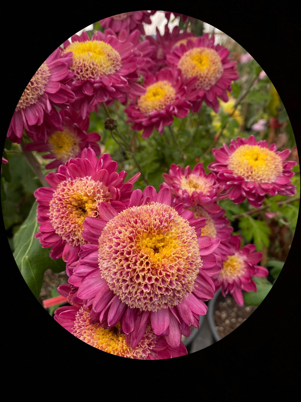 Anderton/Jill – Oregon Chrysanthemums and Hostas LLC