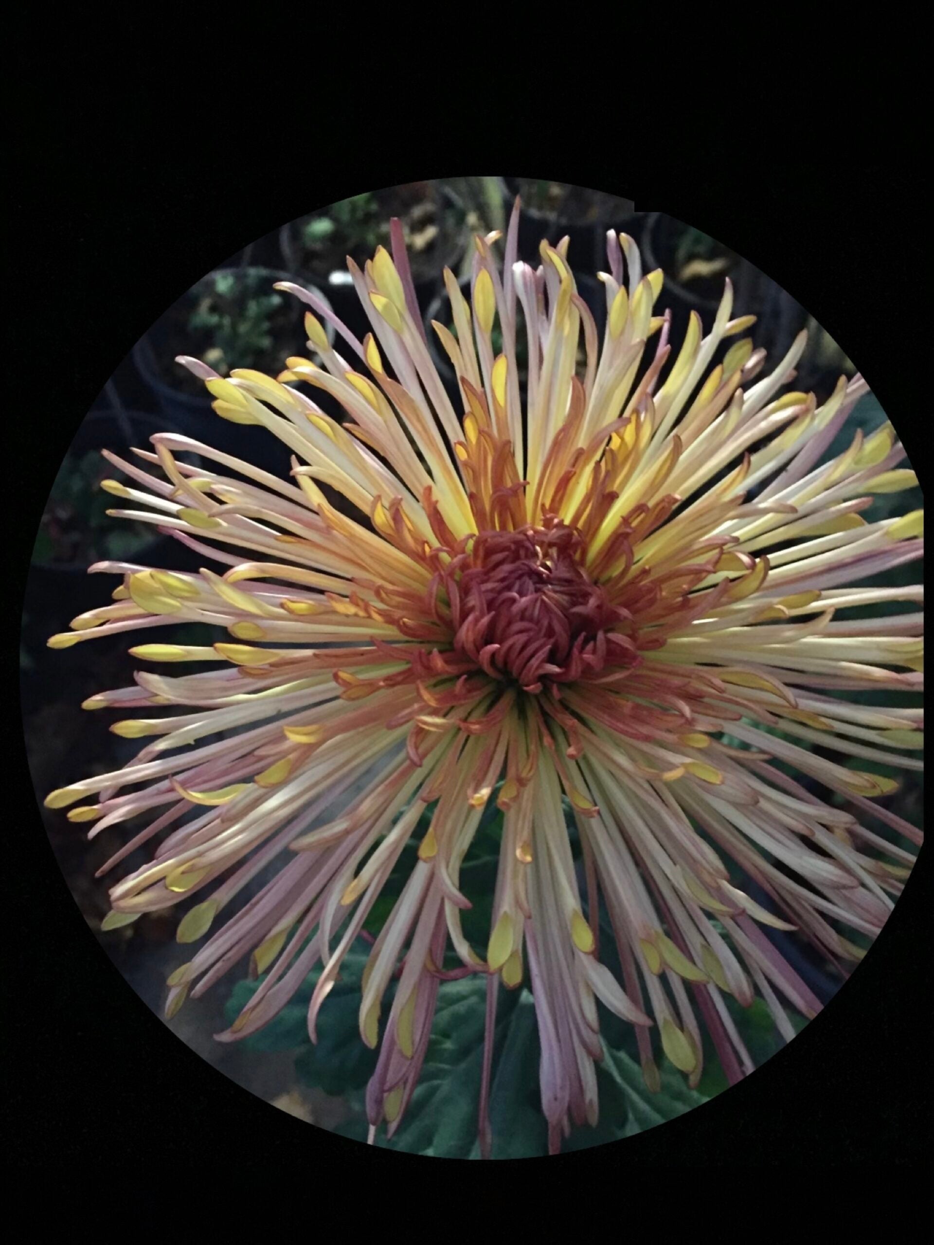 Judith Baker – Oregon Chrysanthemums and Hostas LLC