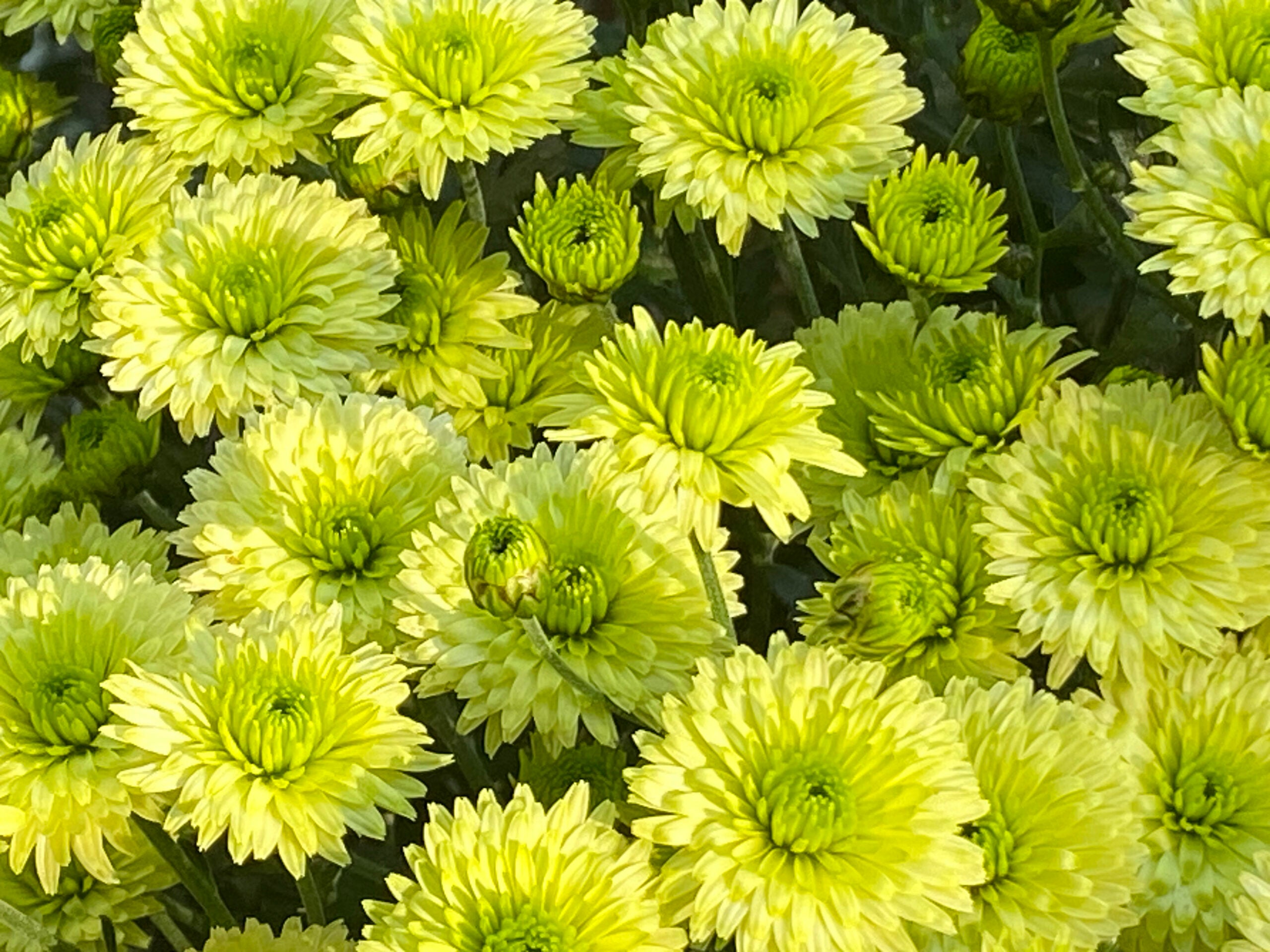 Key Lime – Oregon Chrysanthemums and Hostas LLC