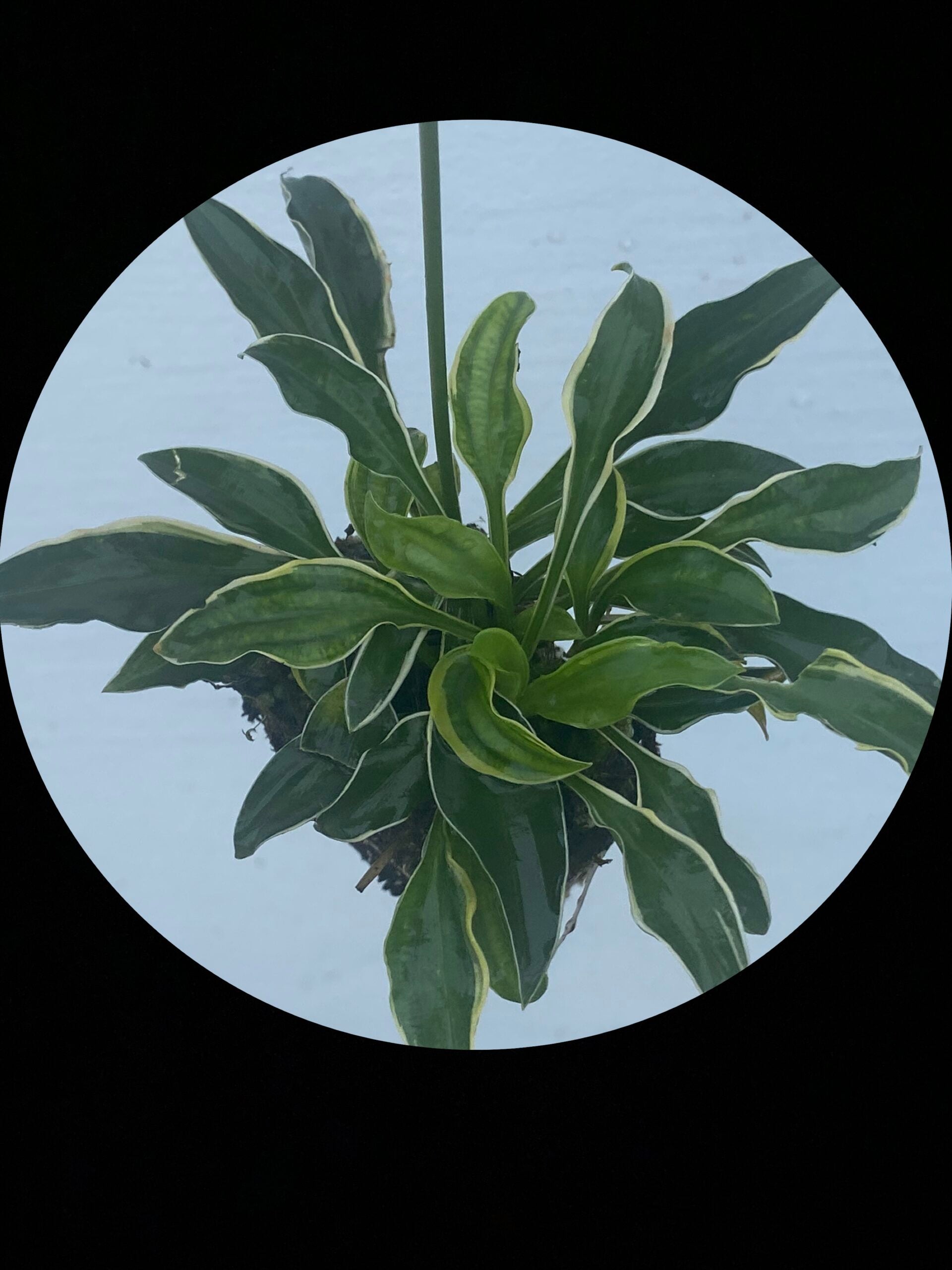 Kifukurin Ko Mame-Hosta – Oregon Chrysanthemums and Hostas LLC
