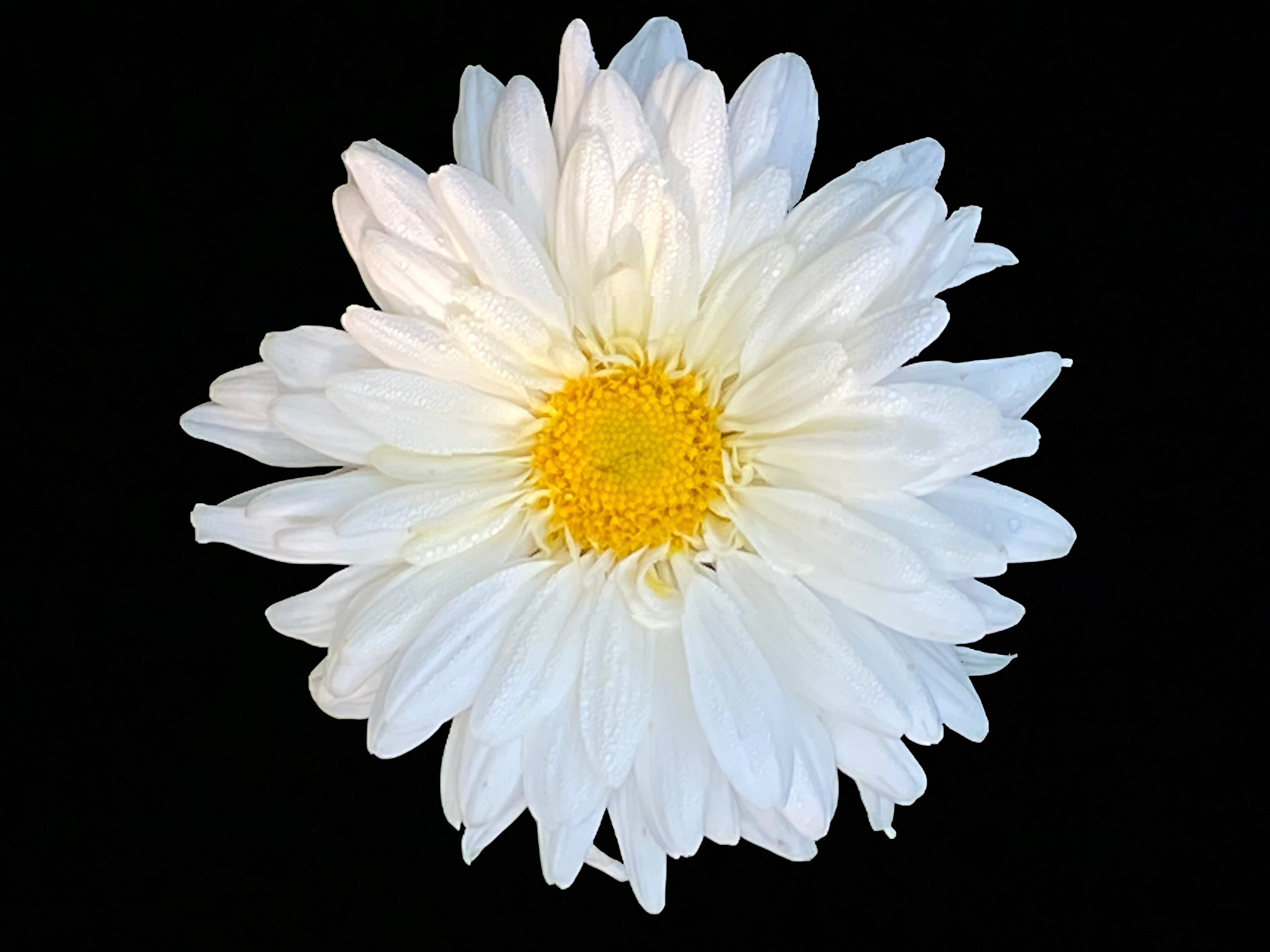 Lady's Daisy – Oregon Chrysanthemums and Hostas LLC