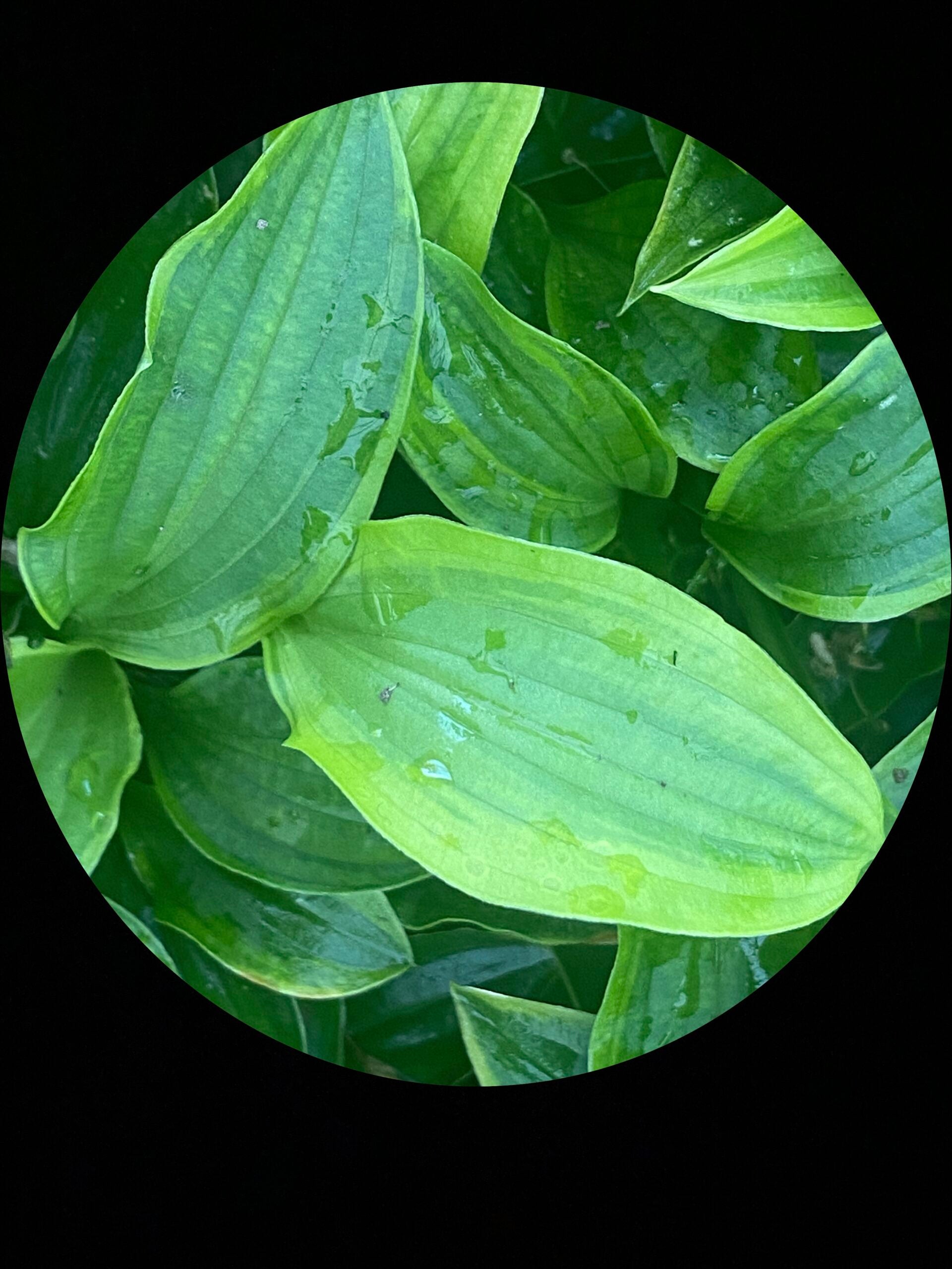 Lemon Delight-Hosta – Oregon Chrysanthemums and Hostas LLC