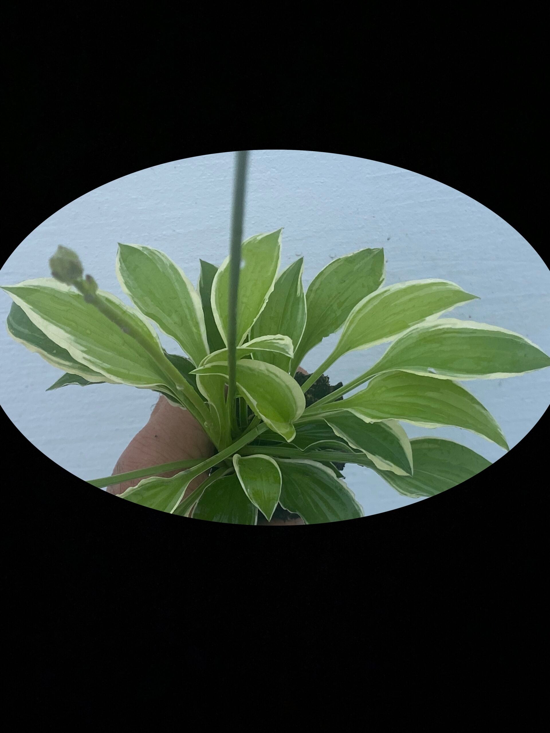 Lemon Frost-Hosta – Oregon Chrysanthemums and Hostas LLC