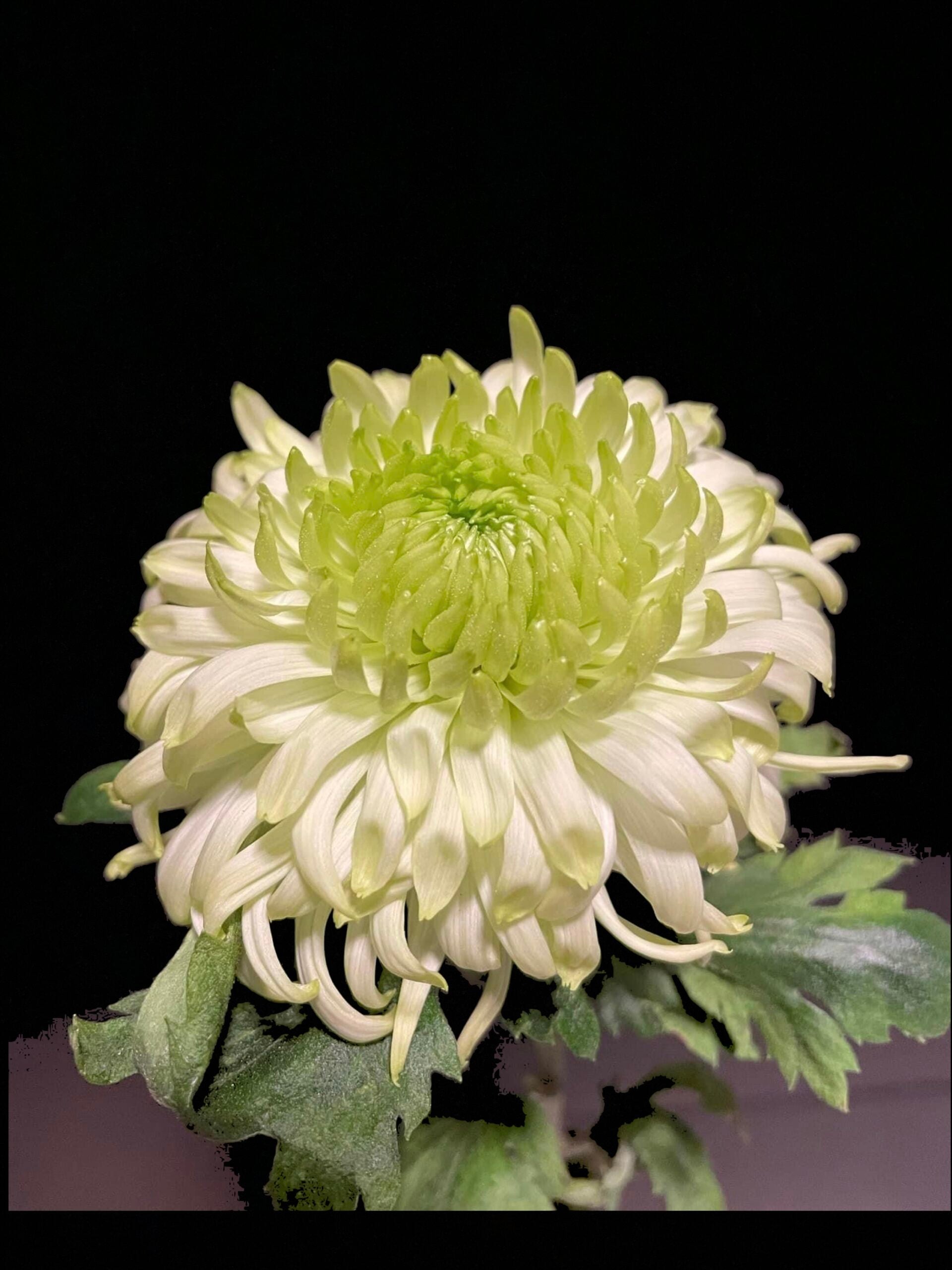Limerick Lime – Oregon Chrysanthemums and Hostas LLC