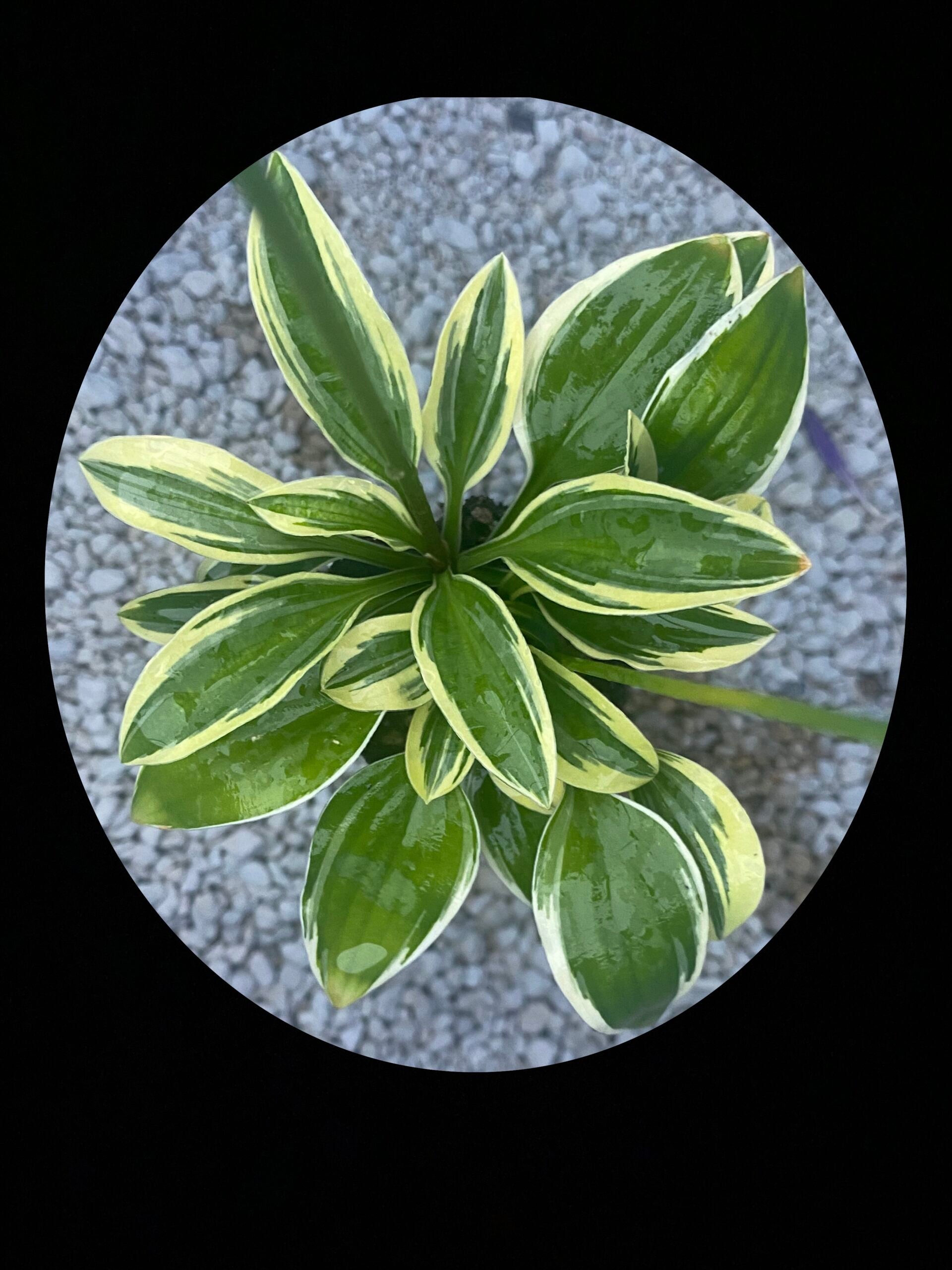 Little Wonder-Hosta – Oregon Chrysanthemums and Hostas LLC