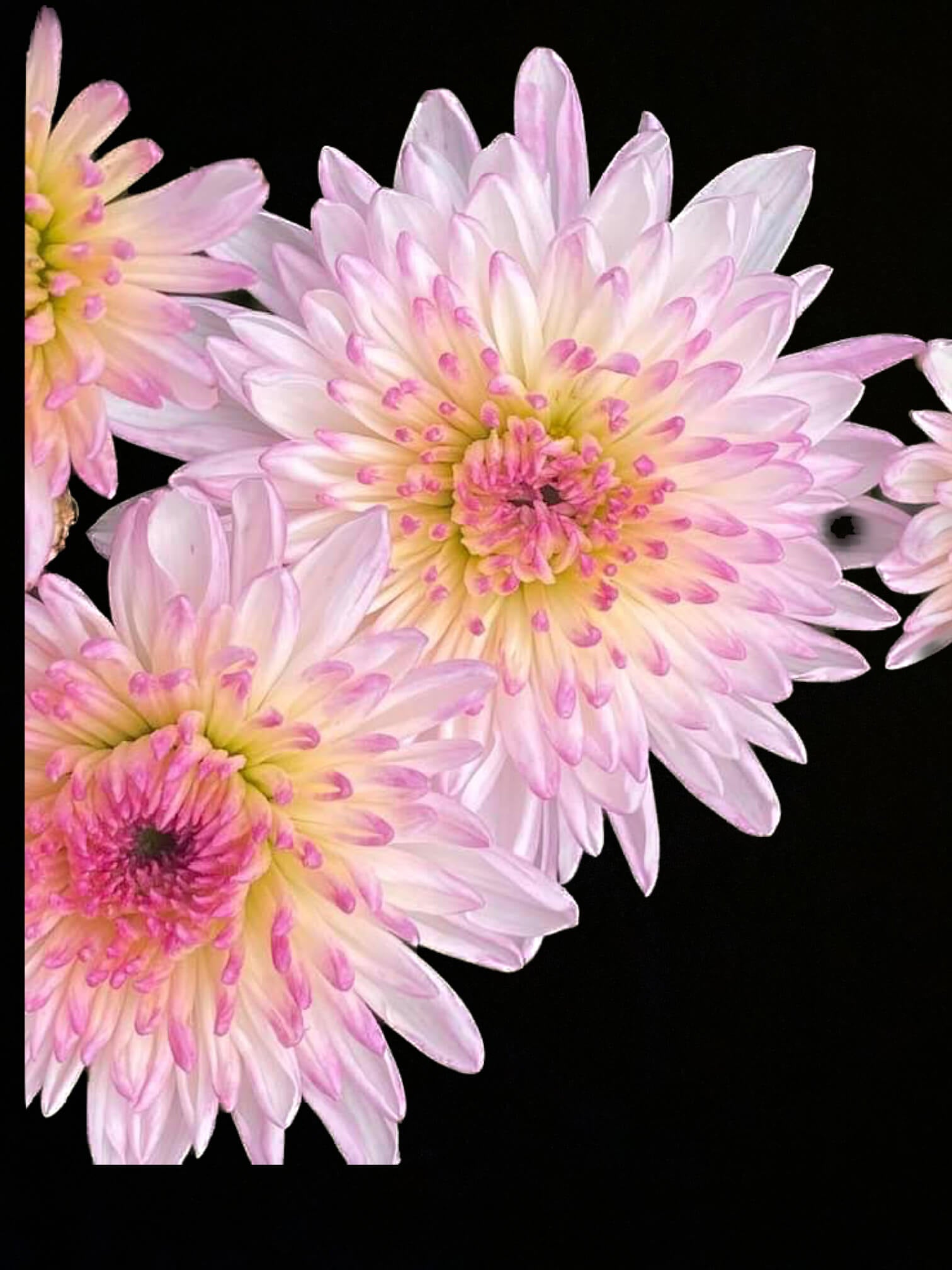 Obsession – Oregon Chrysanthemums and Hostas LLC