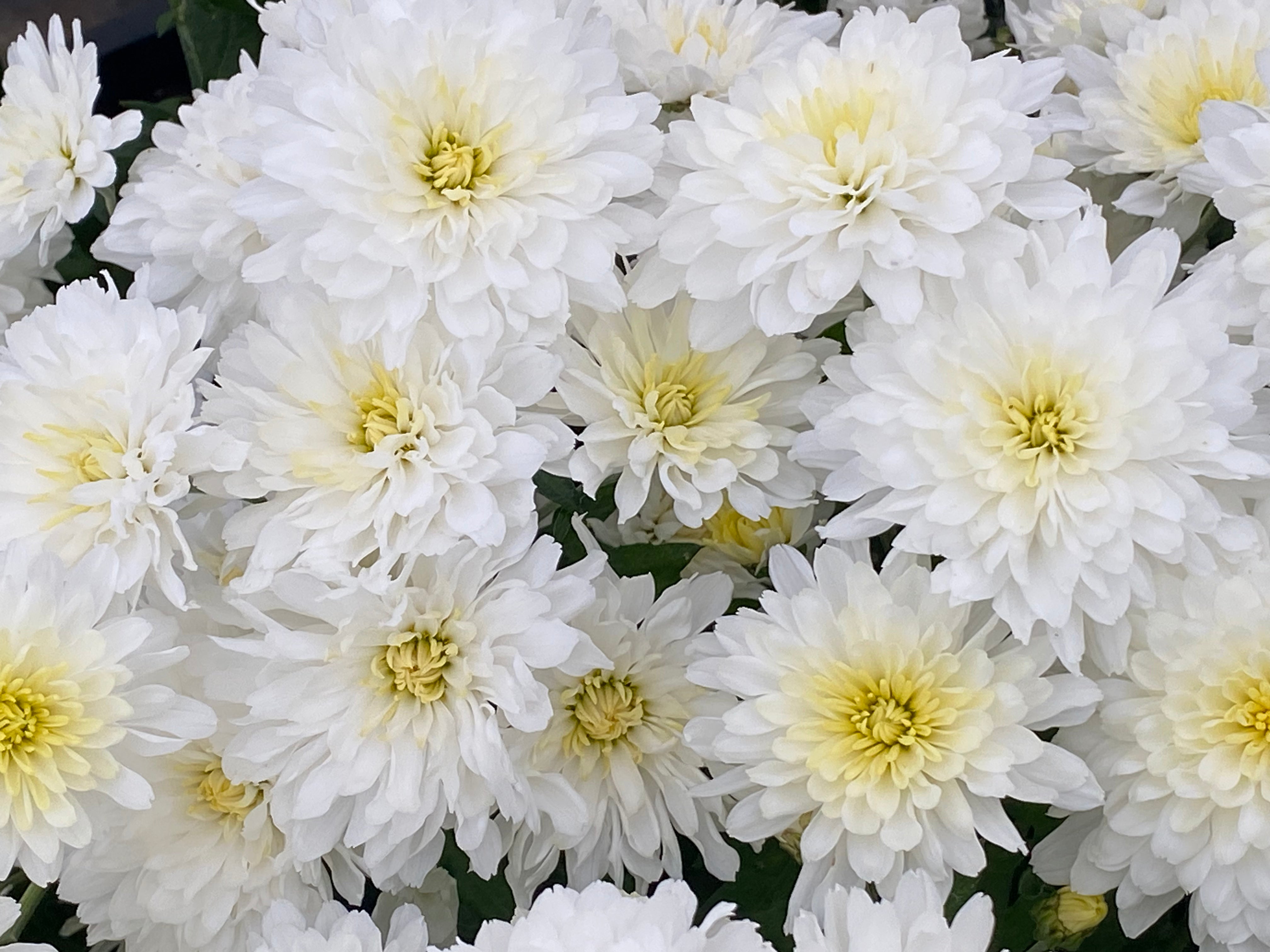 Pure Delight – Oregon Chrysanthemums and Hostas LLC