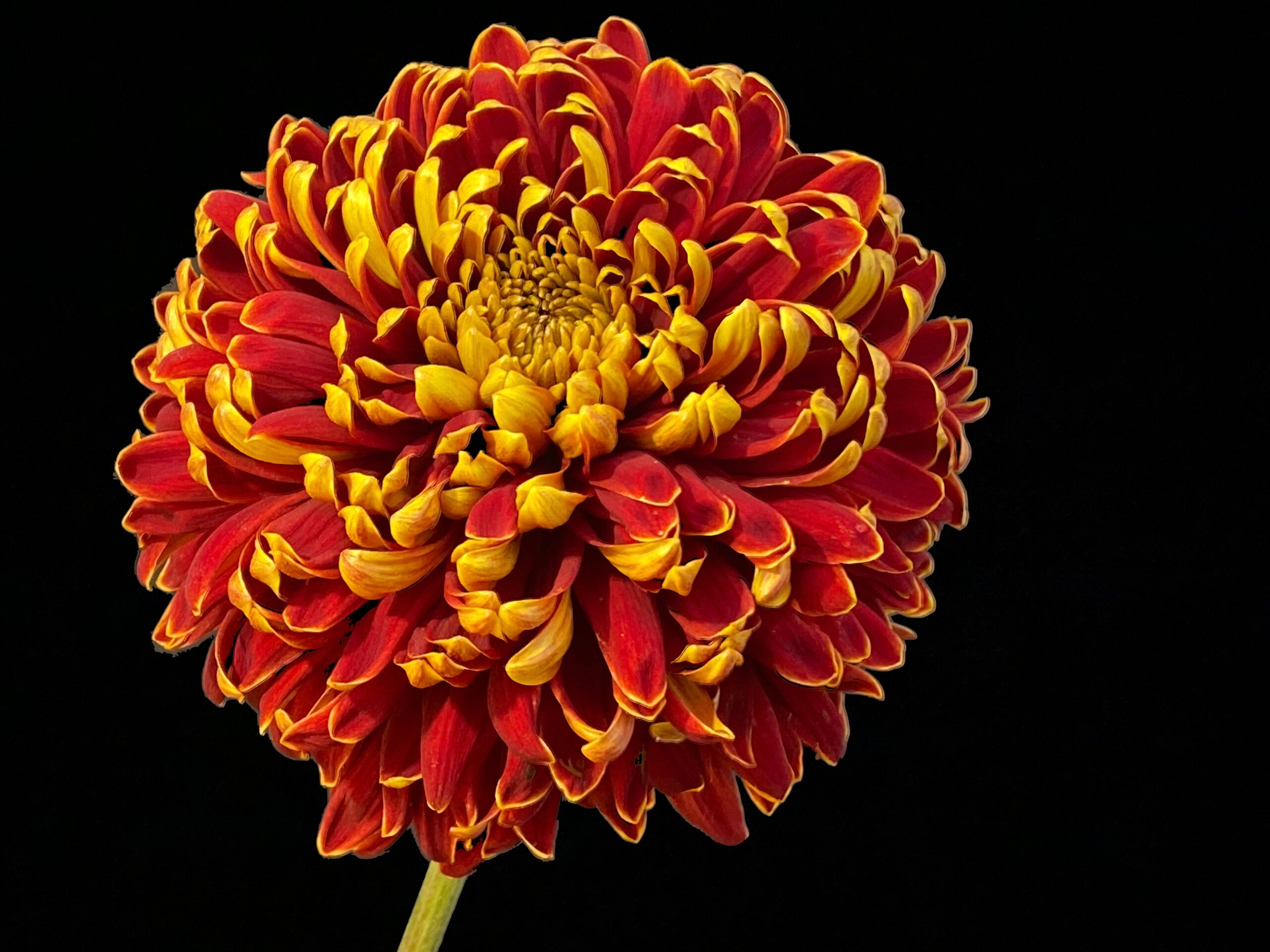 Plush Red – Oregon Chrysanthemums and Hostas LLC