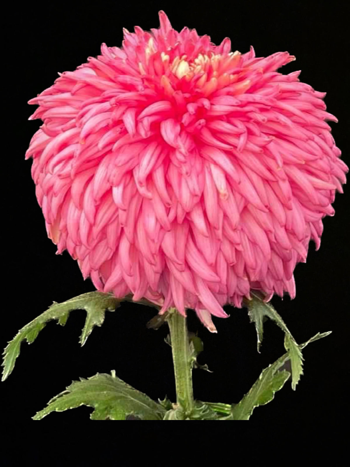 Peach Venice – Oregon Chrysanthemums and Hostas LLC