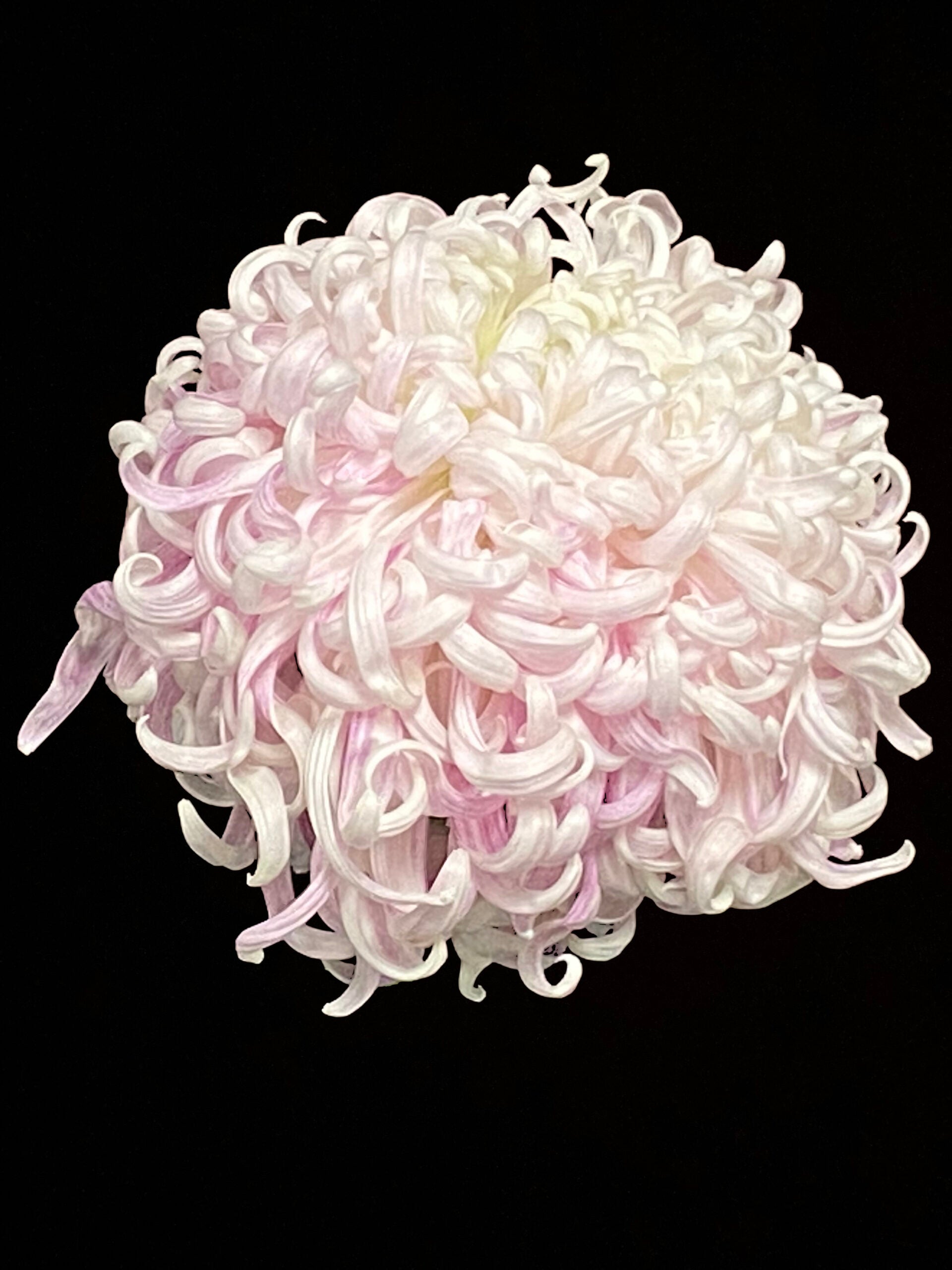 Pink Duke of Kent – Oregon Chrysanthemums and Hostas LLC